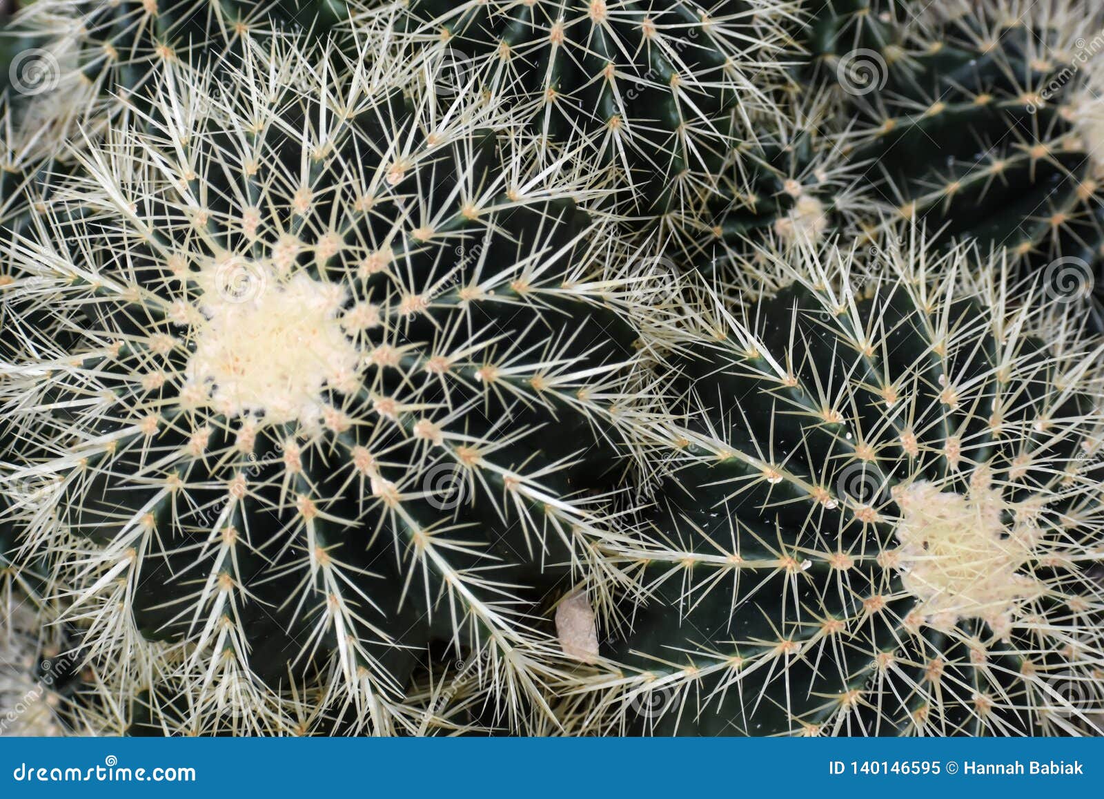 Different Sized Succulents, Cactus with Pricklies Stock Image - Image ...