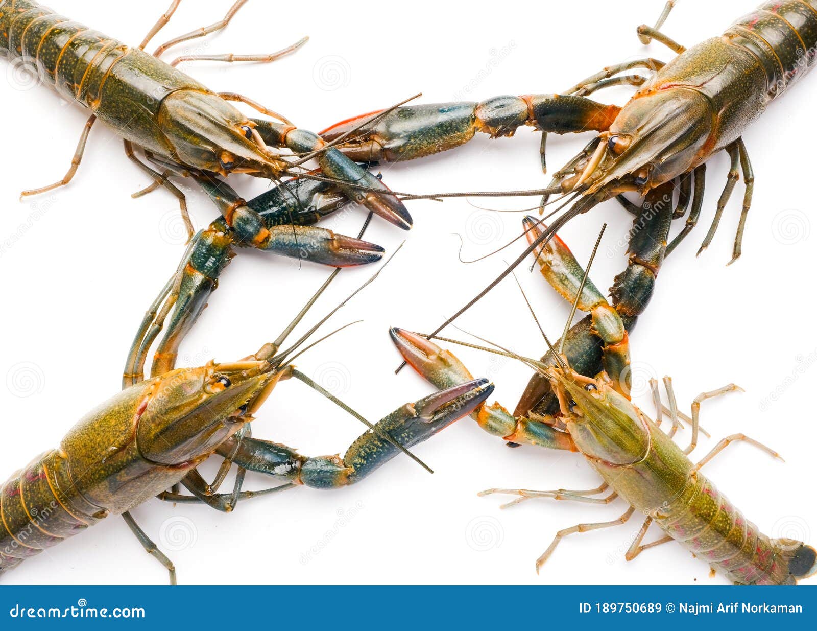 Freshwater lobster stock image. Image of animal, wildlife - 189750689