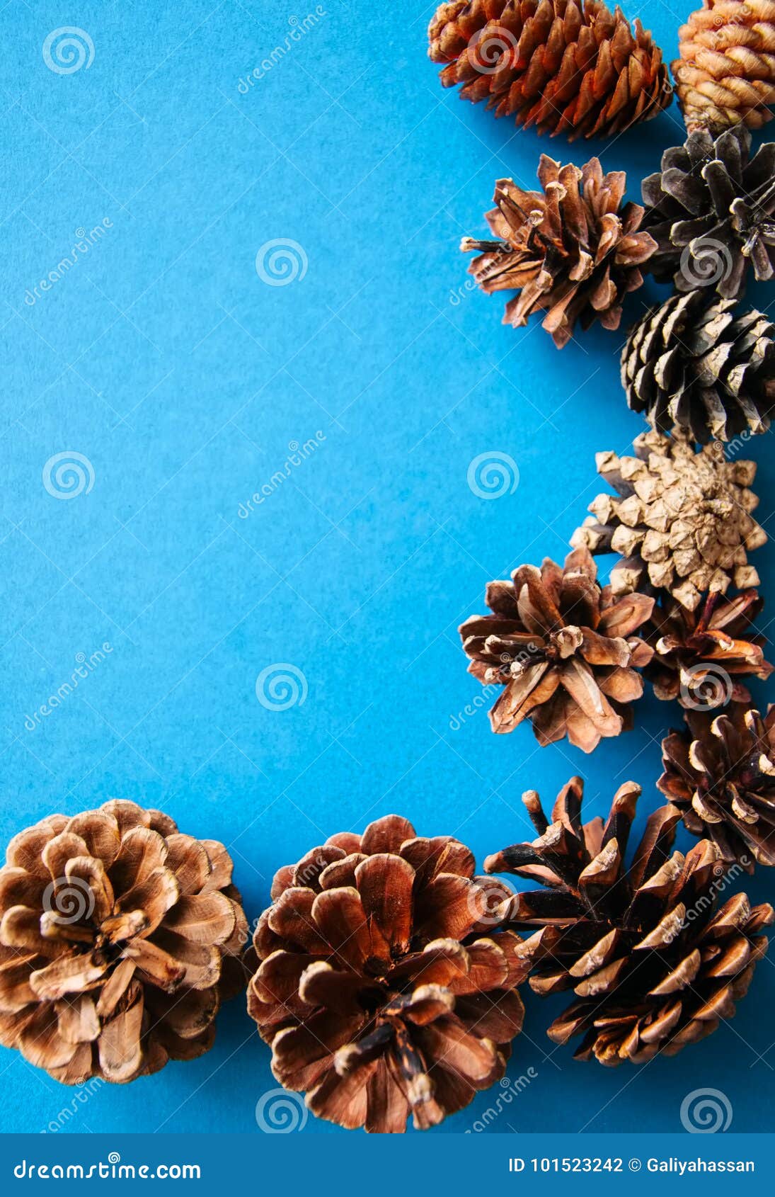 Different Sizes of Pine Cones Stock Photo - Image of xmas, frame: 101523242