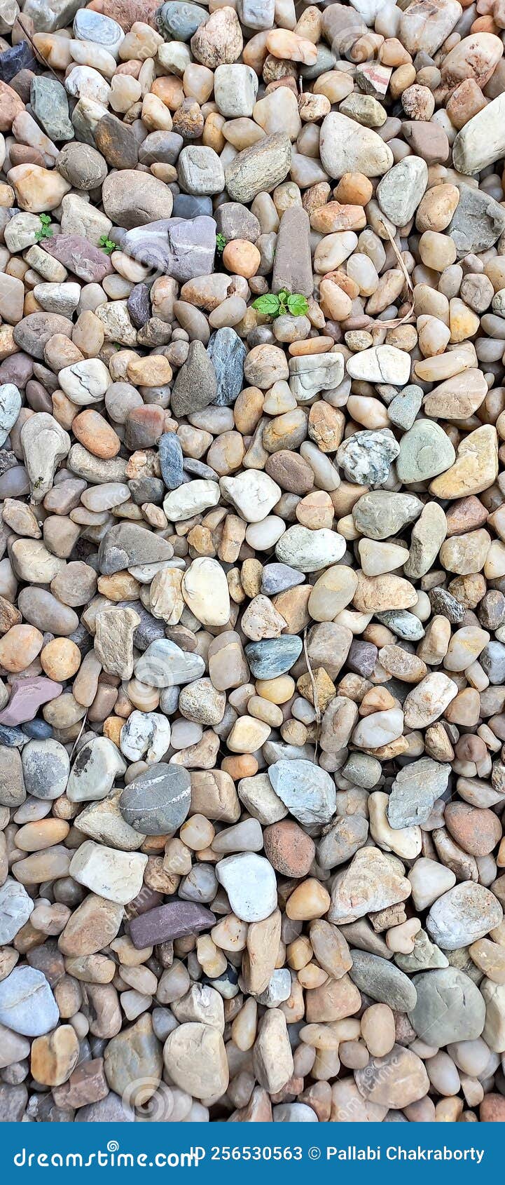 Different Sizes Small Rocks Photography Stock Image - Image of stone ...