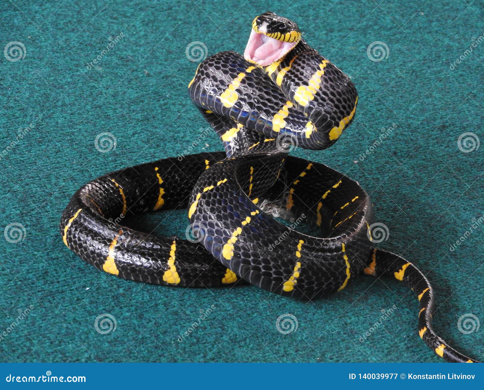 Different Snakes Middle Plan on a Blue Background in the Process ...