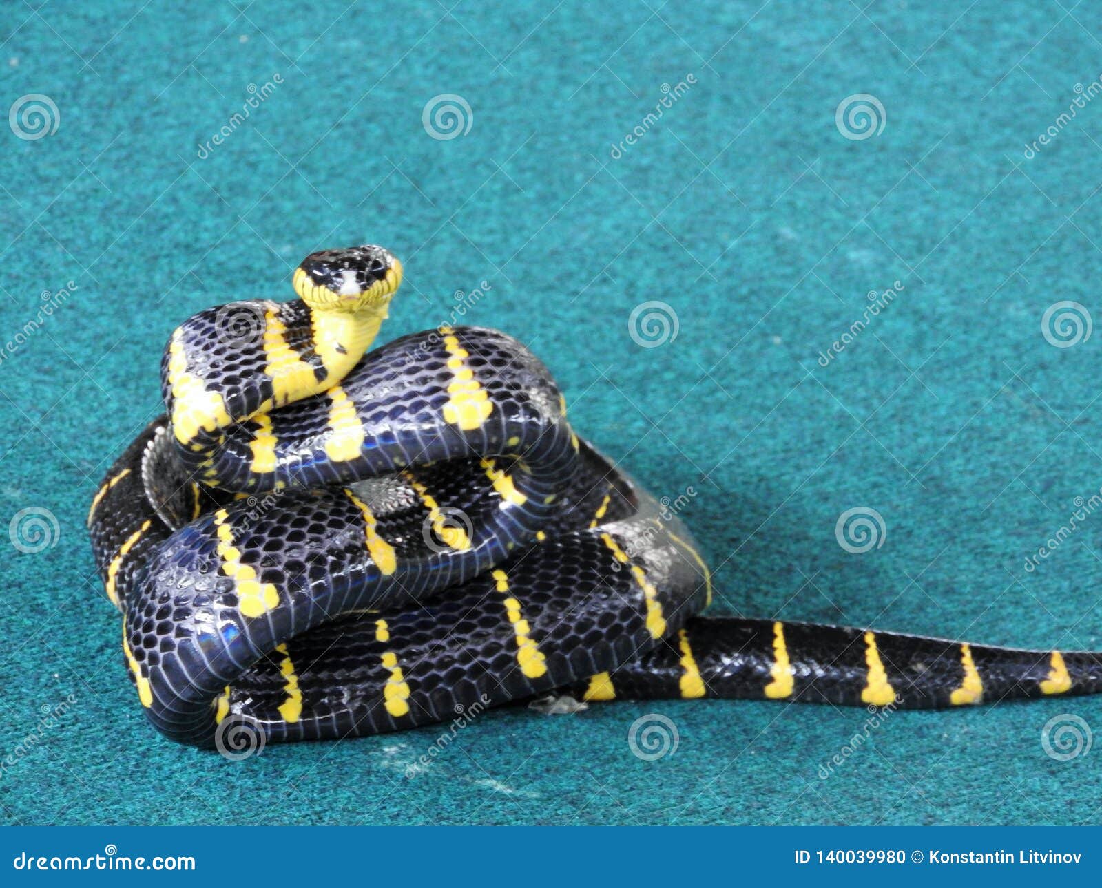 Different Snakes On White Plates. Royalty-Free Stock Photography ...