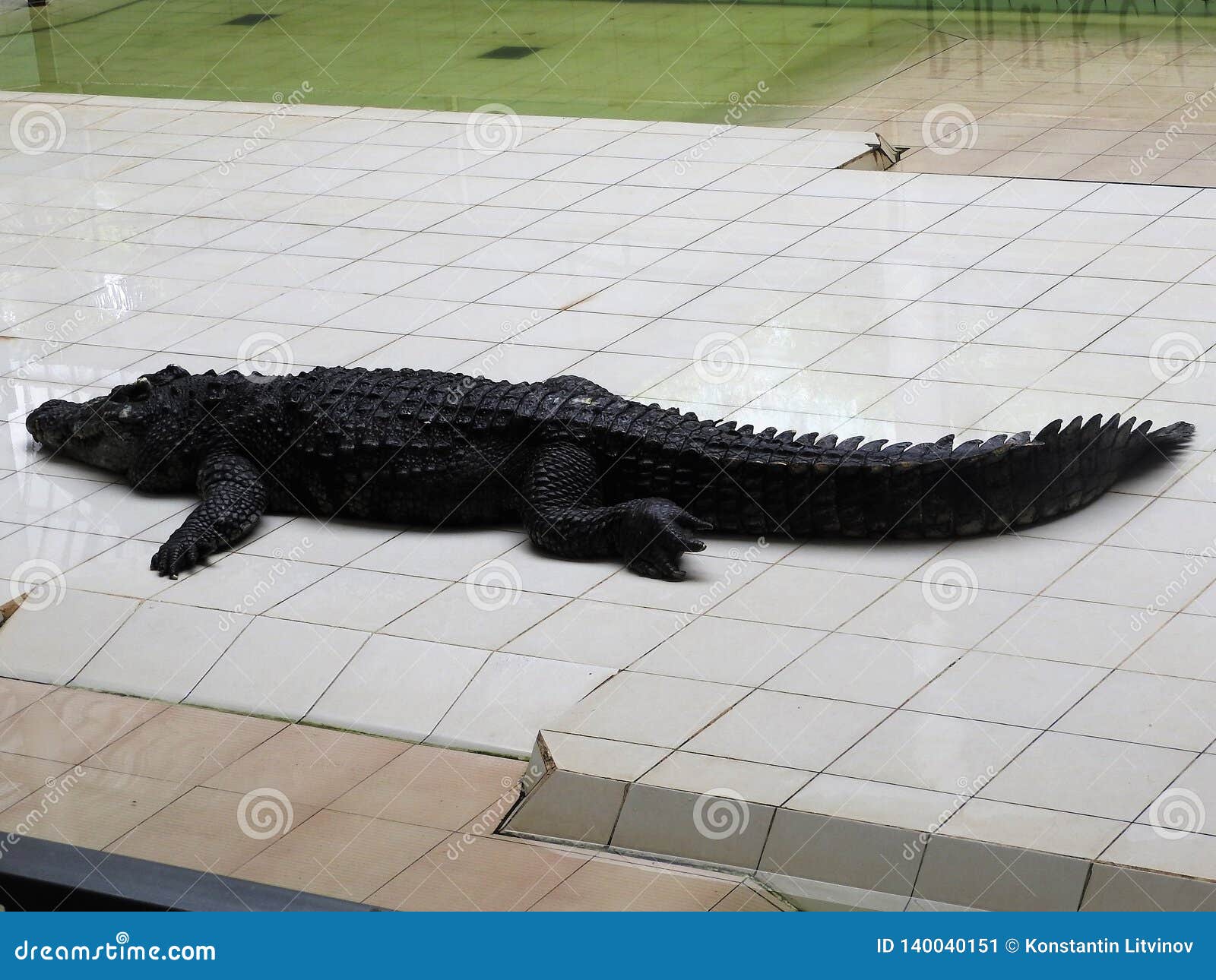 Different Snakes Middle Plan on a Blue Background in the Process ...