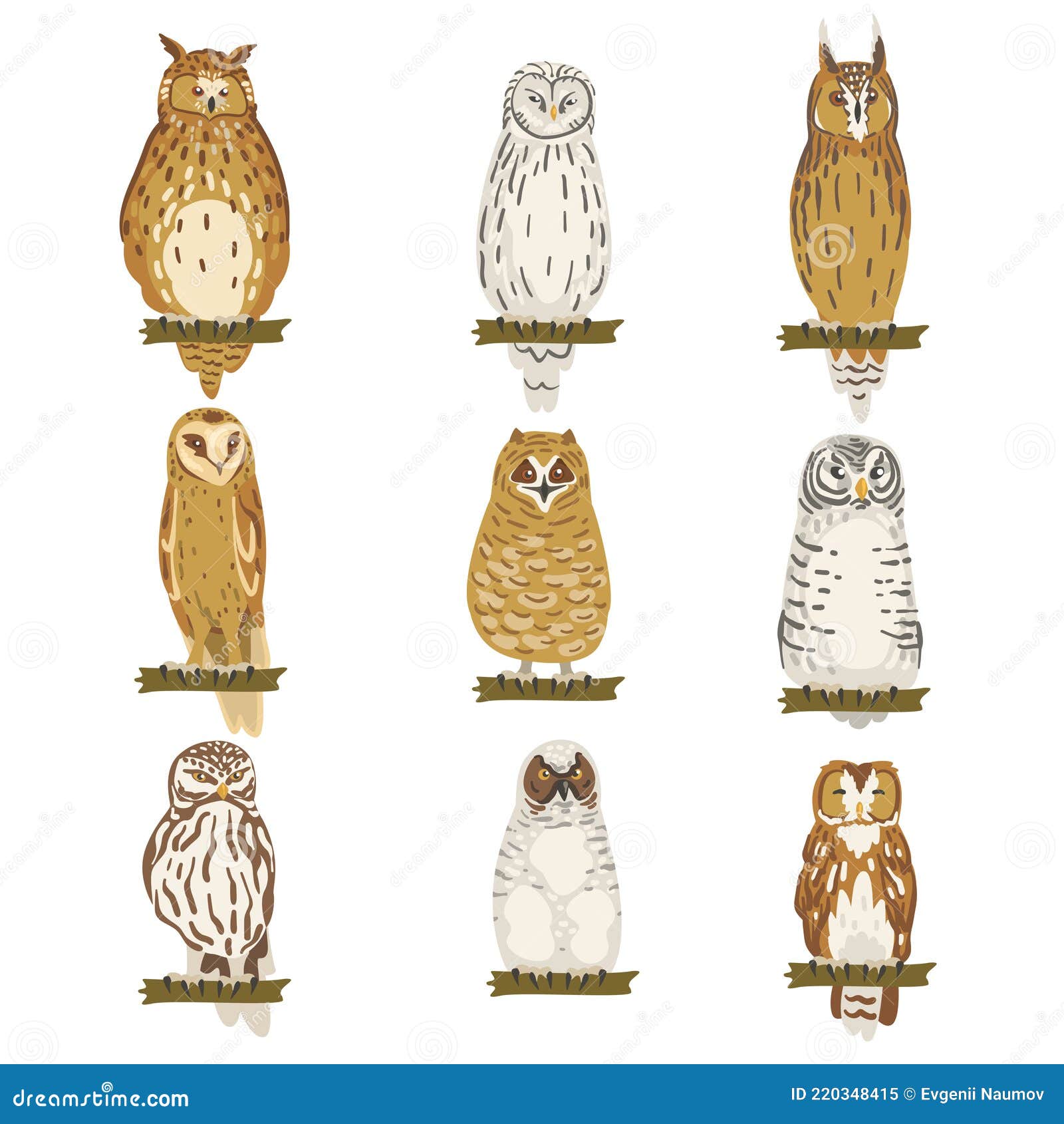 Different Specie of Owl As Nocturnal Bird of Prey with Hawk-like Beak ...