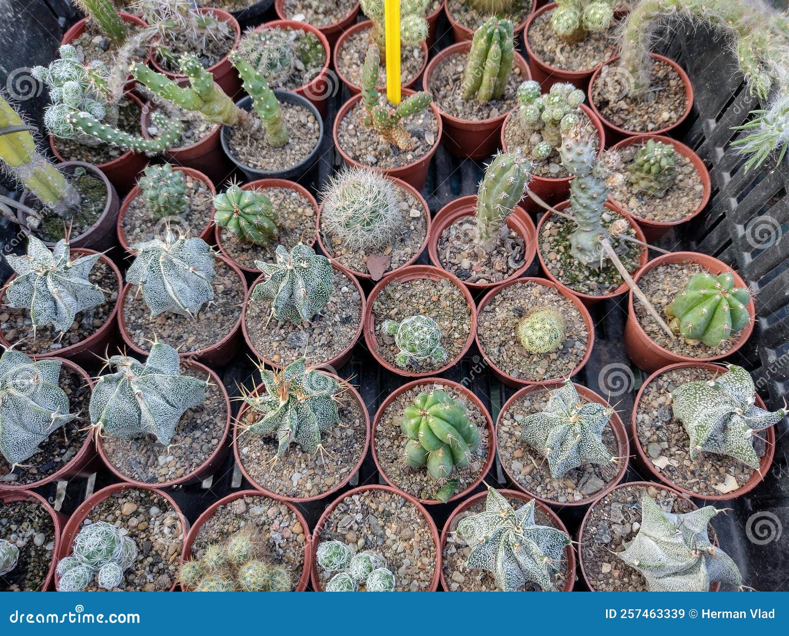 Different Species of Cactus in the Pots Stock Image - Image of cacti ...