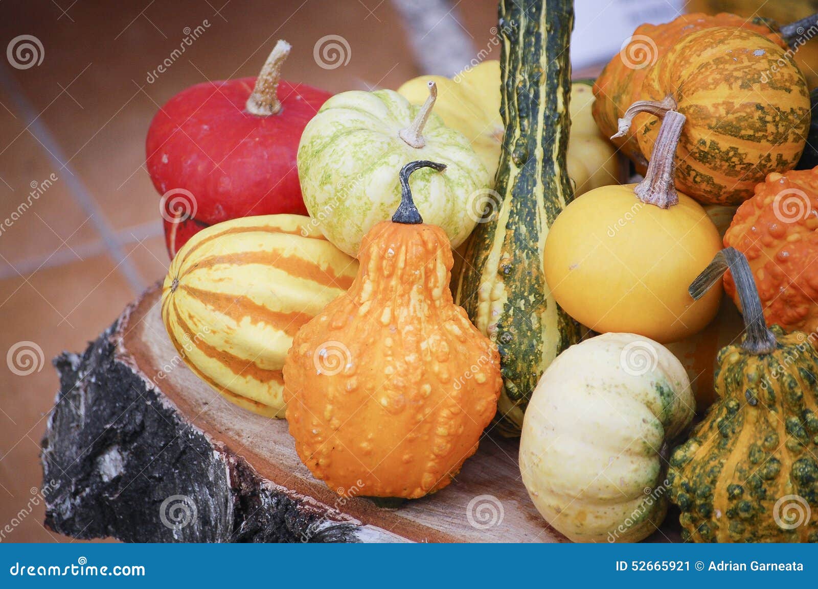 Different Species of Pumpkins Stock Image - Image of pumpkins, species ...