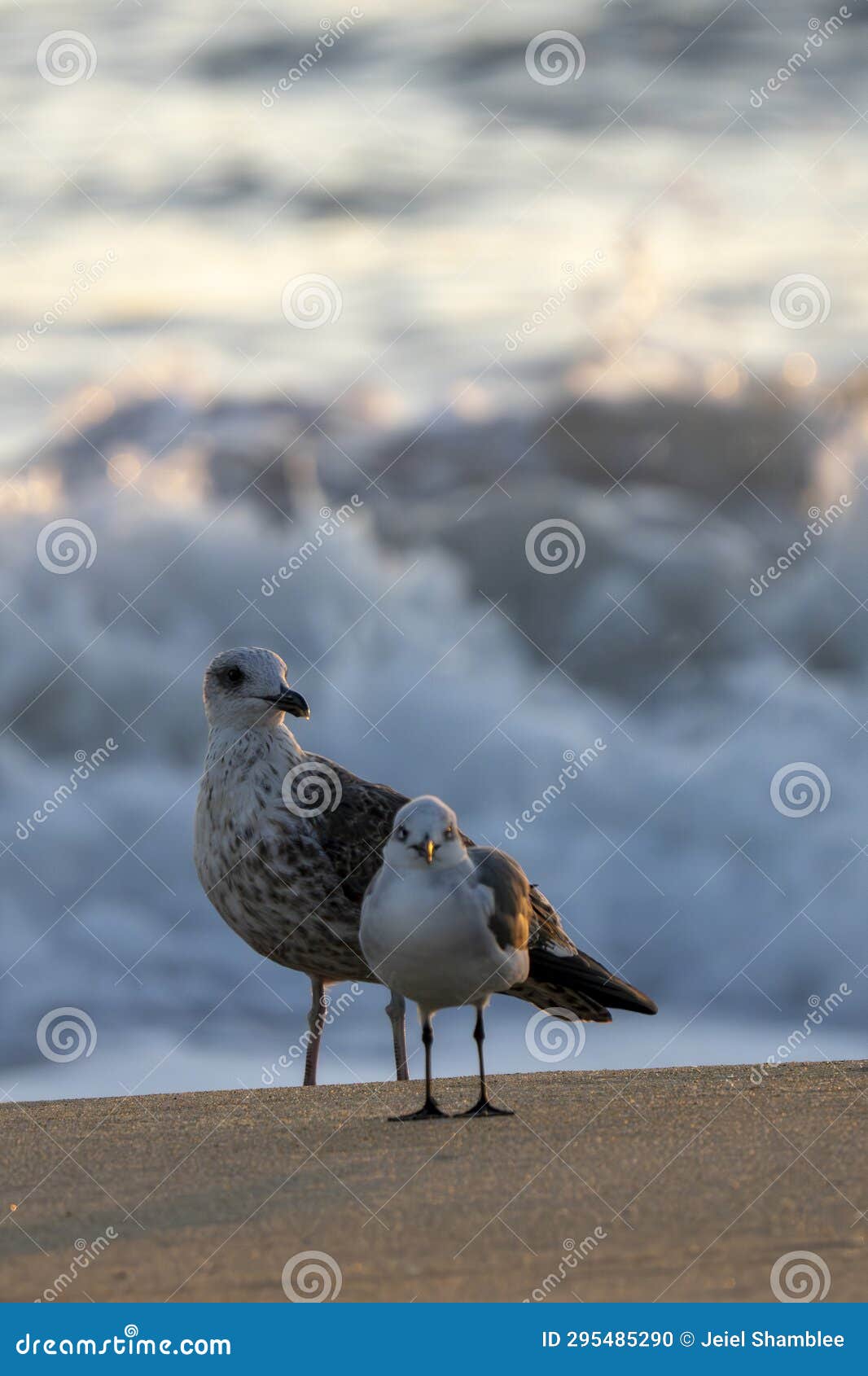 Different Species of Seagulls on the Beach. Stock Photo - Image of ...