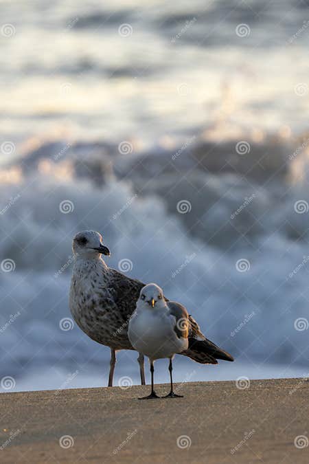 Different Species of Seagulls on the Beach. Stock Photo - Image of ...
