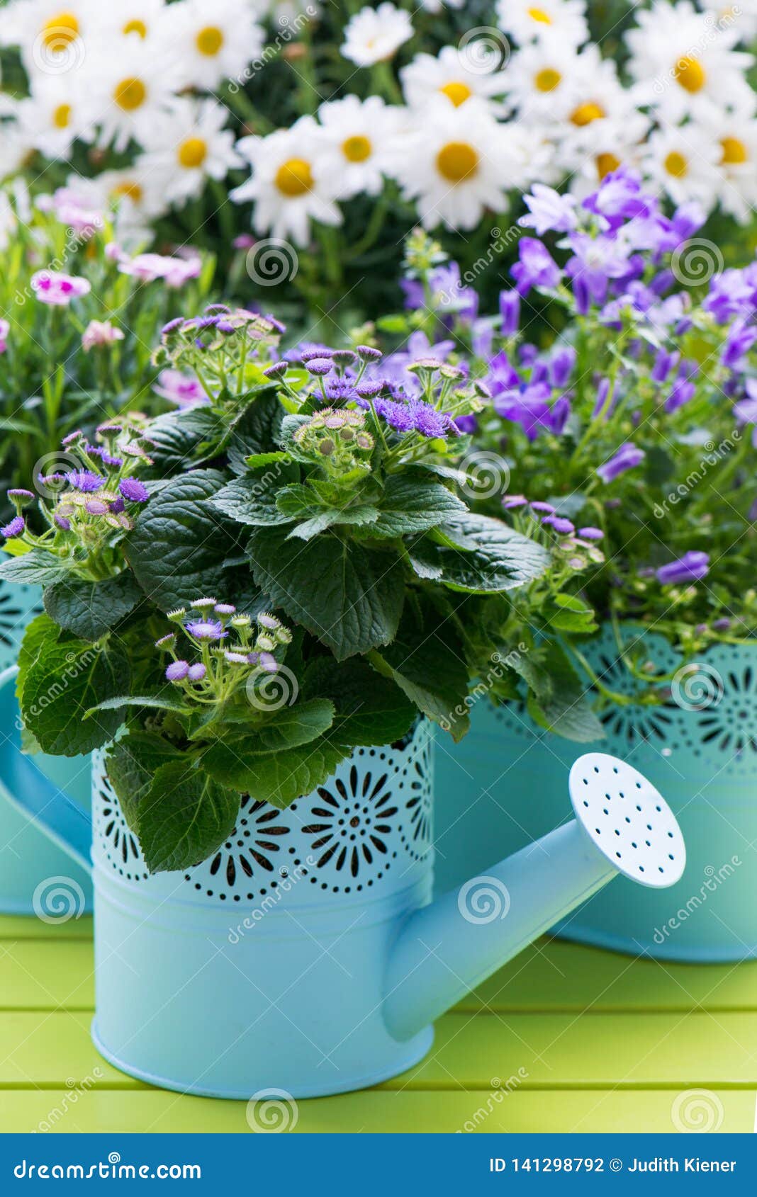 Different Spring Flowers in Flower Pots Stock Photo - Image of flower ...