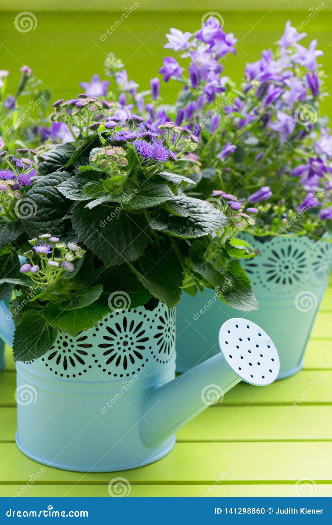 Different Spring Flowers in Flower Pots Stock Photo - Image of colorful ...