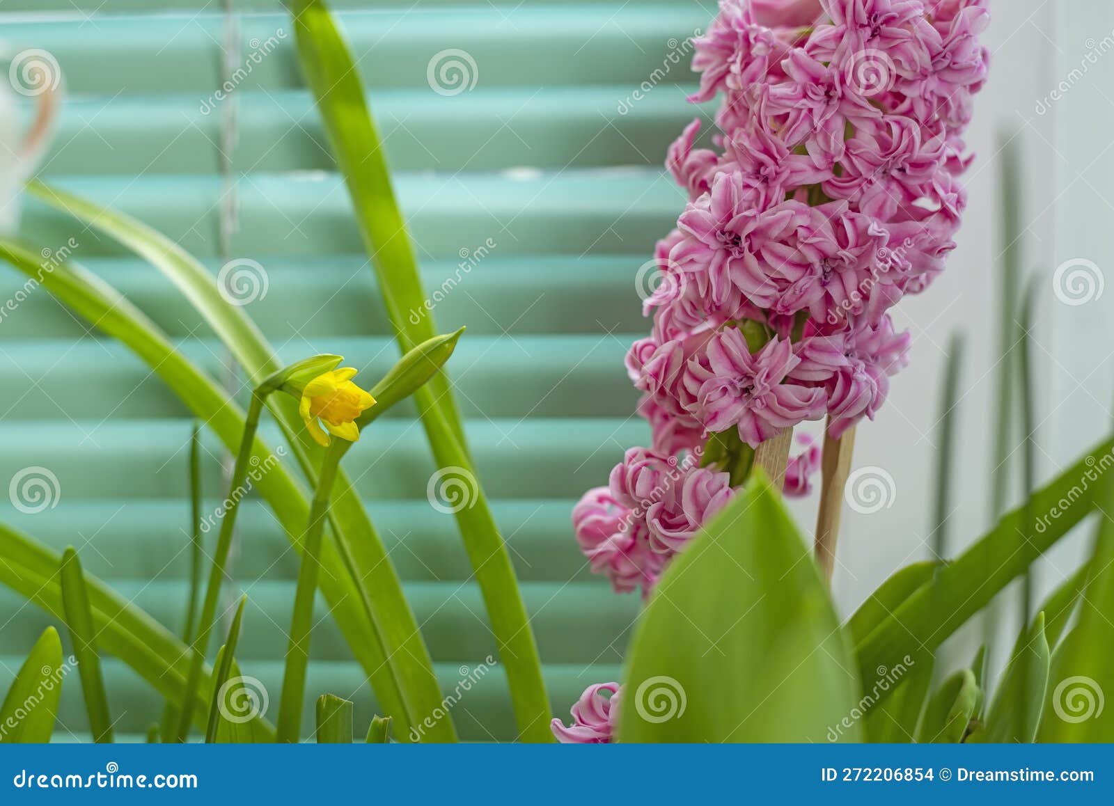 Different Spring Flowers in Pots on the Windowsill Stock Photo - Image ...