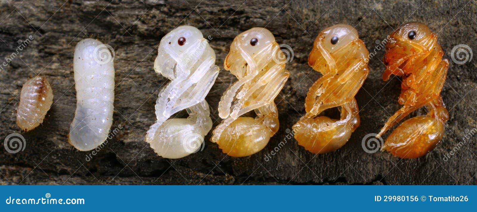 Ant development stock photo. Image of animal, larva, small - 29980156