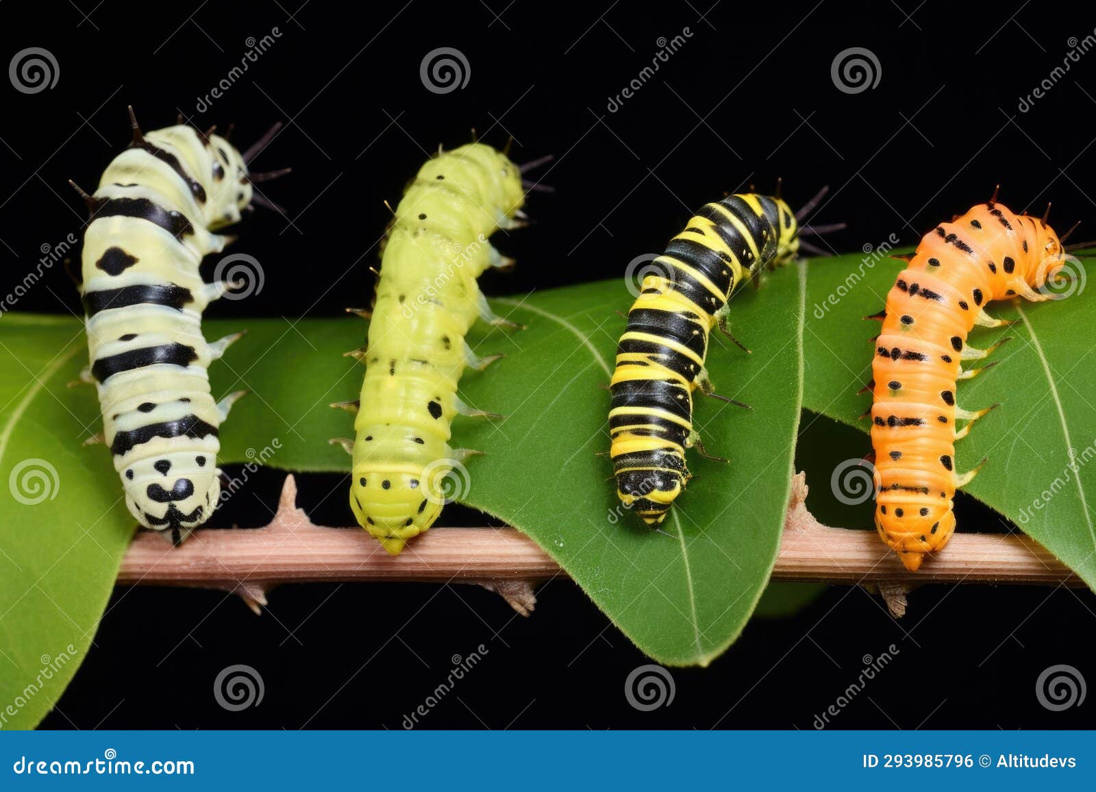 Different Stages of a Caterpillars Metamorphosis Stock Photo - Image of ...