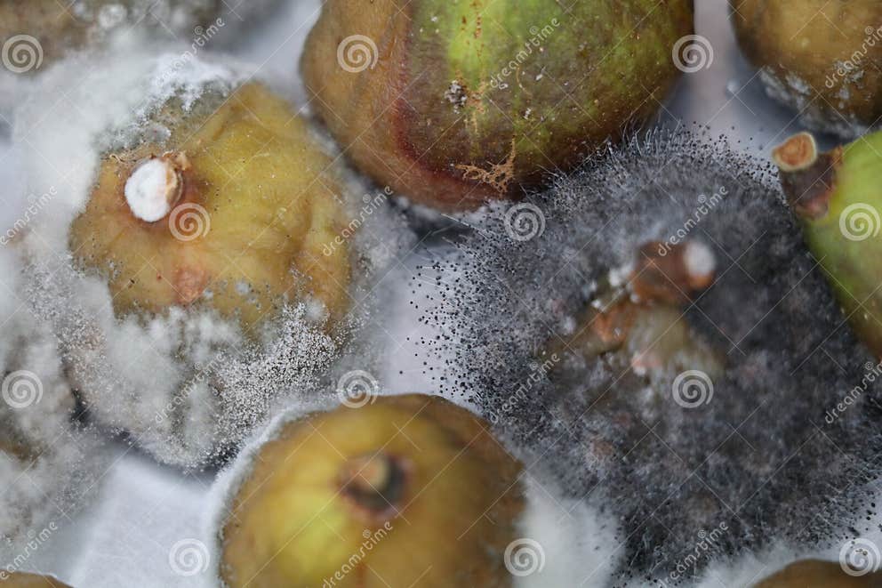 Rotten Figs with Mold in Different Stages Stock Image - Image of ...