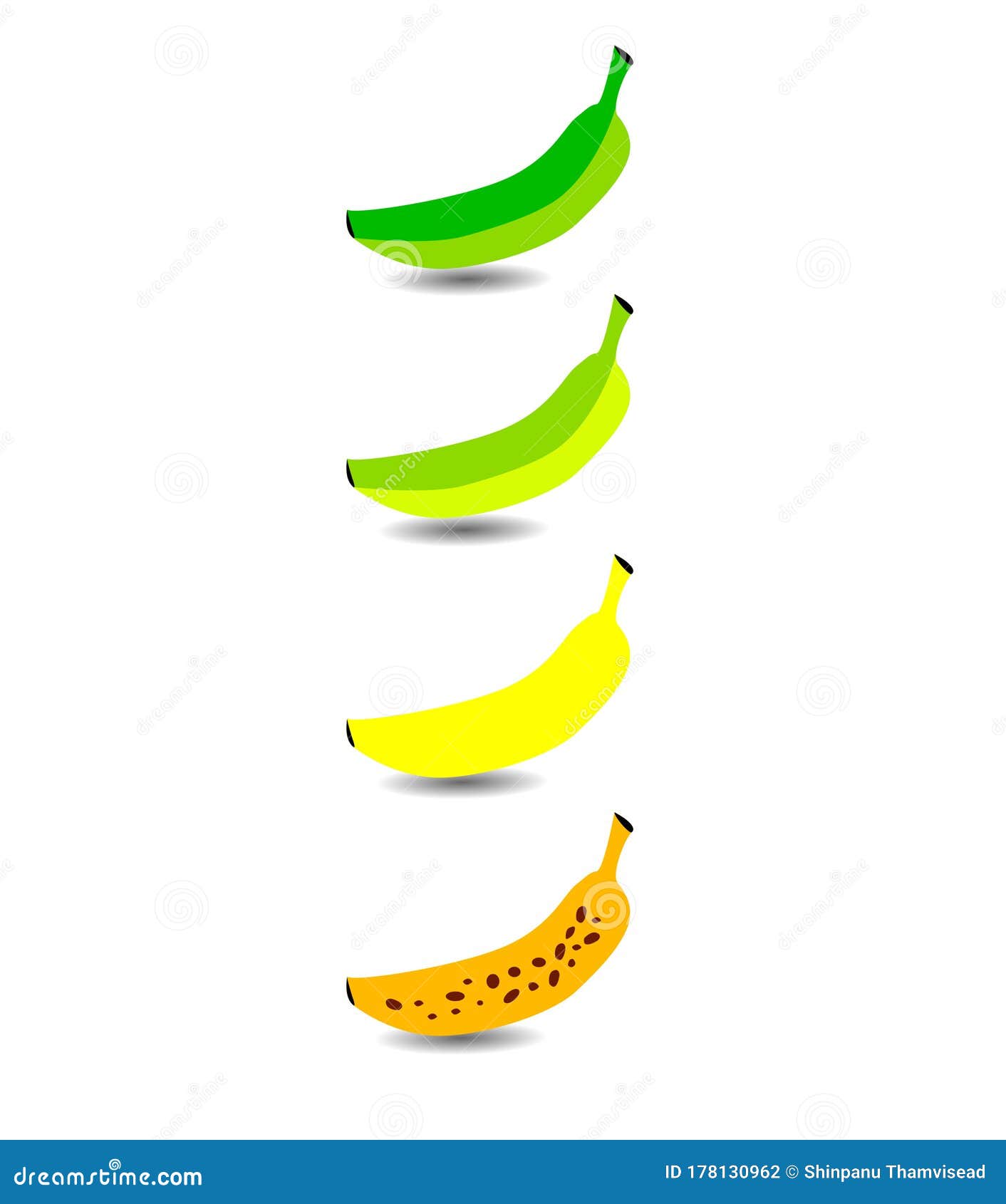 Different Stages of Life Circular of a Banana. Aging and the Circle of ...