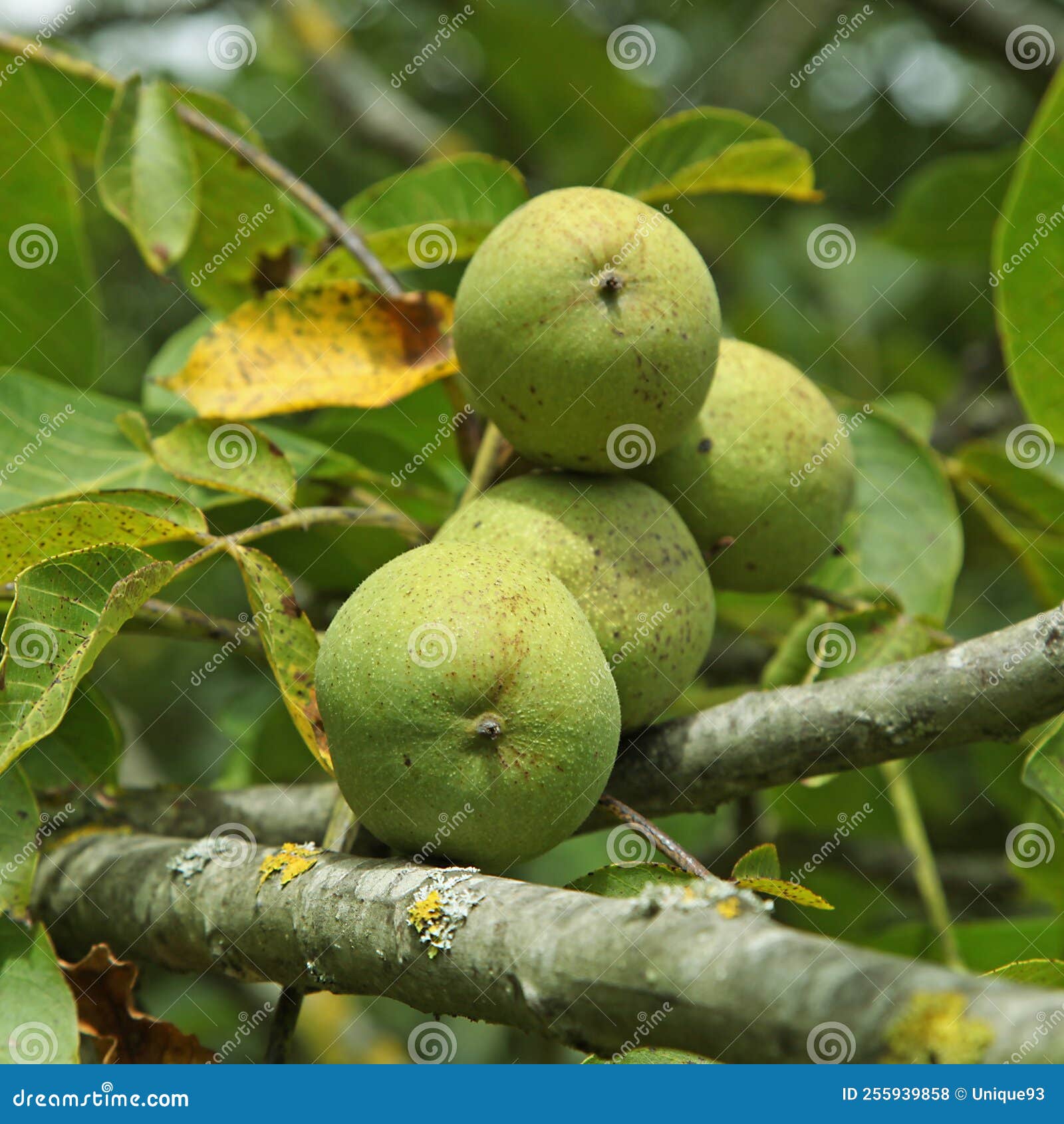 Different Stages of Ripening of a Nut with Broux or Ready To Fall Stock ...