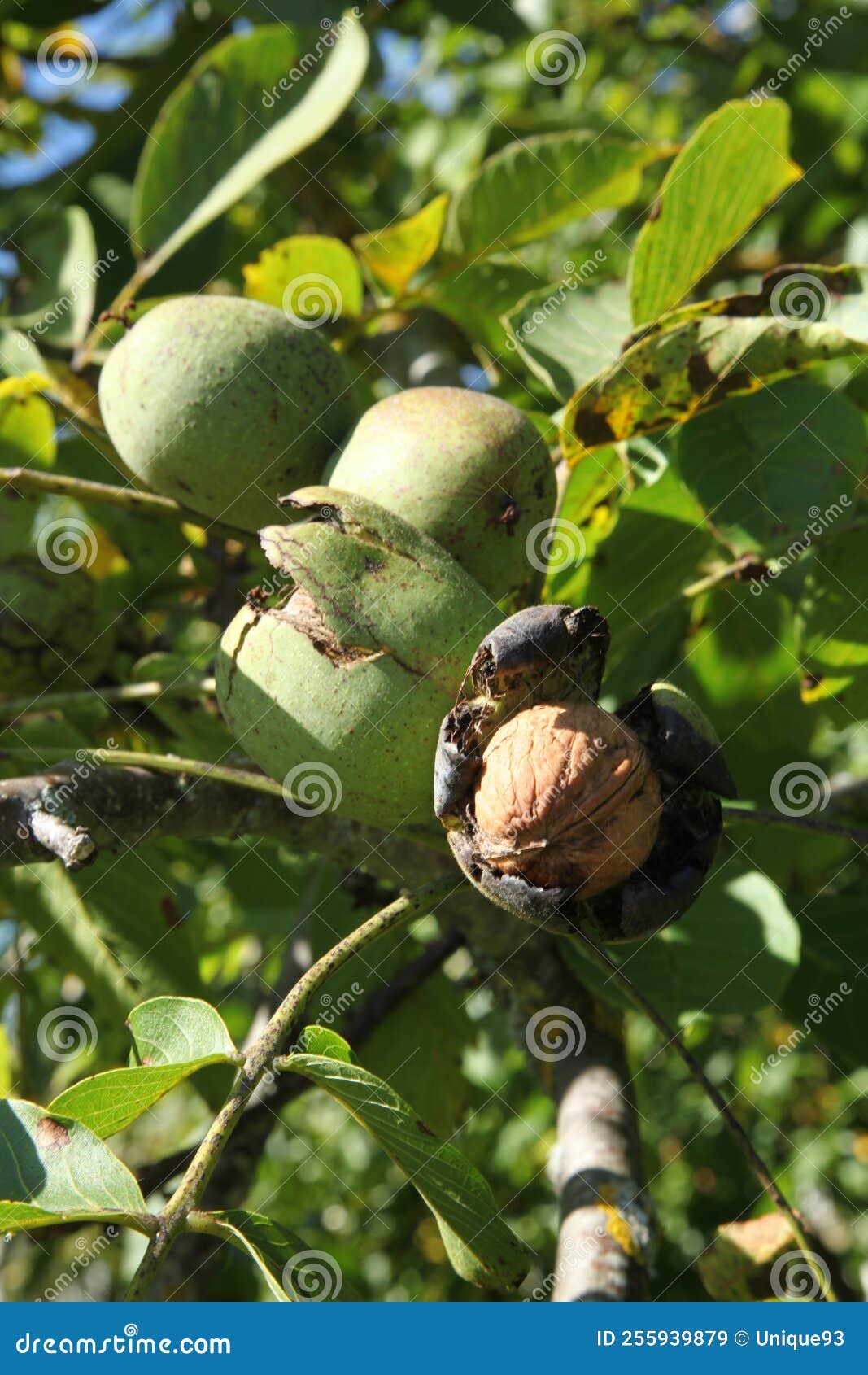 Different Stages of Ripening of a Nut with Broux or Ready To Fall Stock ...