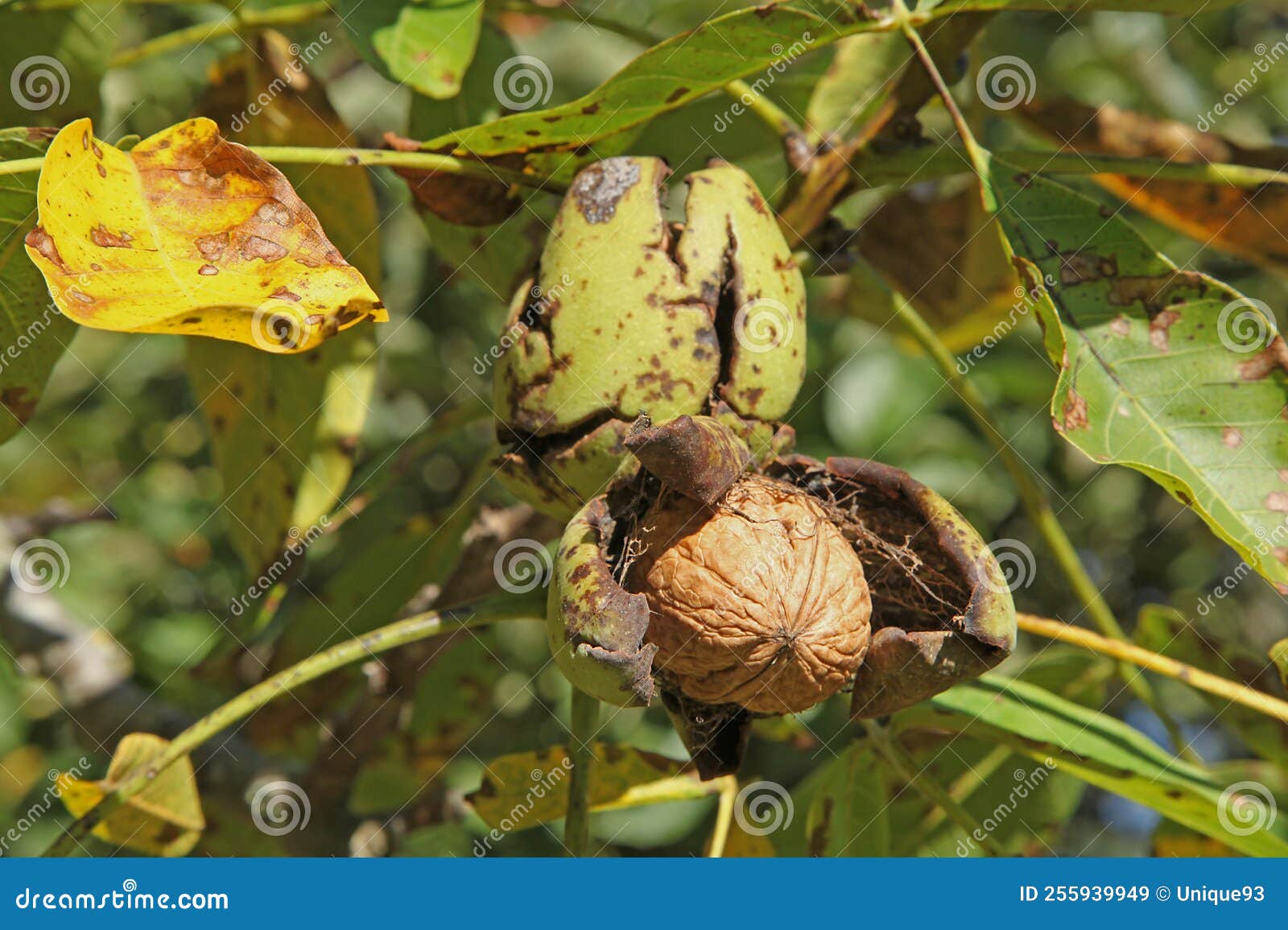 Different Stages of Ripening of a Nut with Broux or Ready To Fall Stock ...
