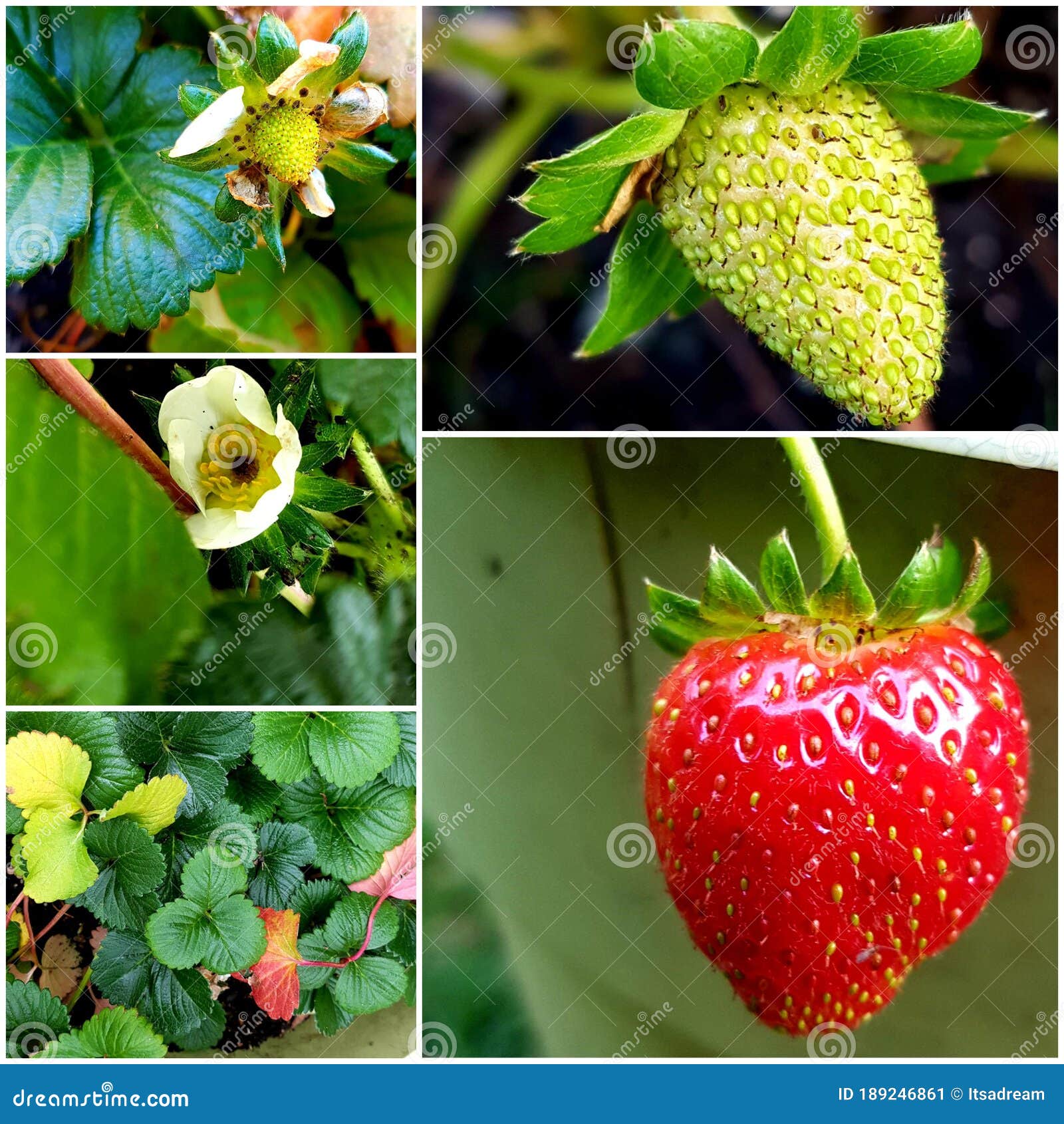 Strawberry Collage Royalty-Free Stock Photography | CartoonDealer.com ...