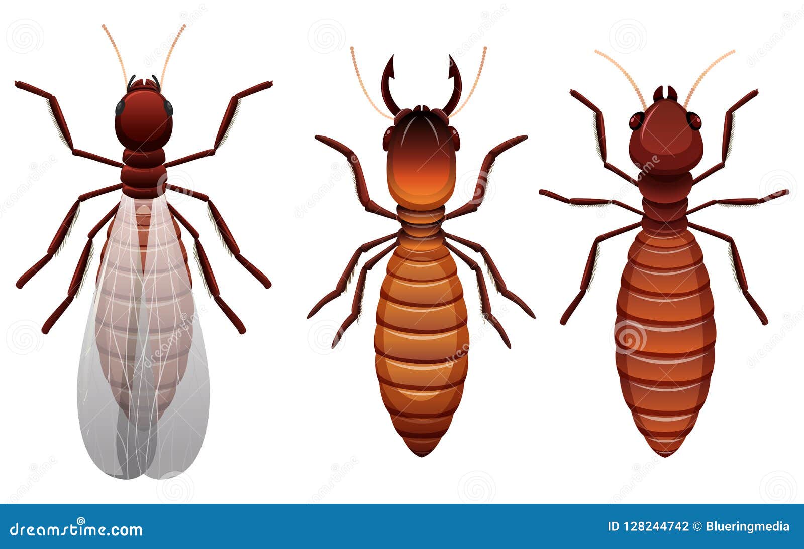 Different Stages of a Termite Stock Vector - Illustration of clip ...