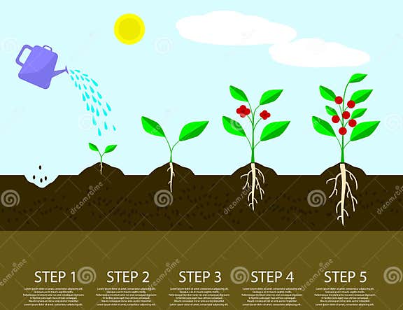 Different Steps of Growing Plants. Planting Tree Process Infographic ...