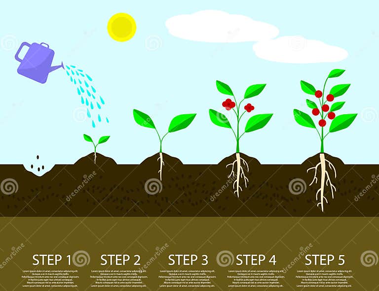 Different Steps of Growing Plants. Planting Tree Process Infographic ...