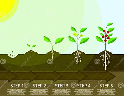 Different Steps of Growing Plants. Planting Tree Process Infographic ...