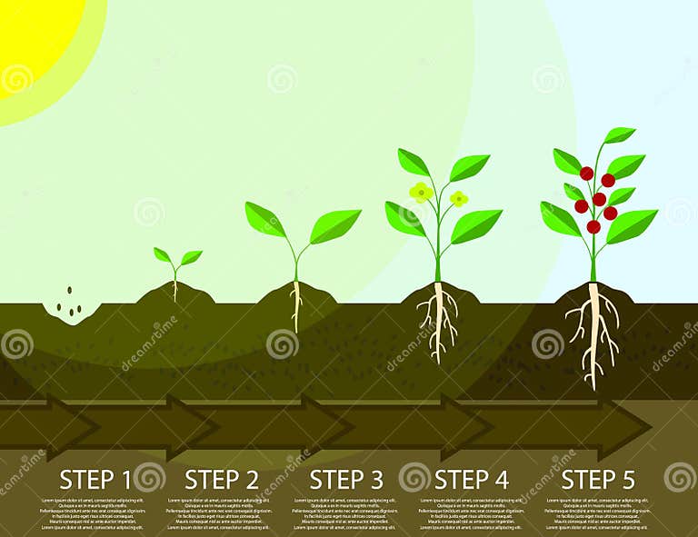 Different Steps of Growing Plants. Planting Tree Process Infographic ...