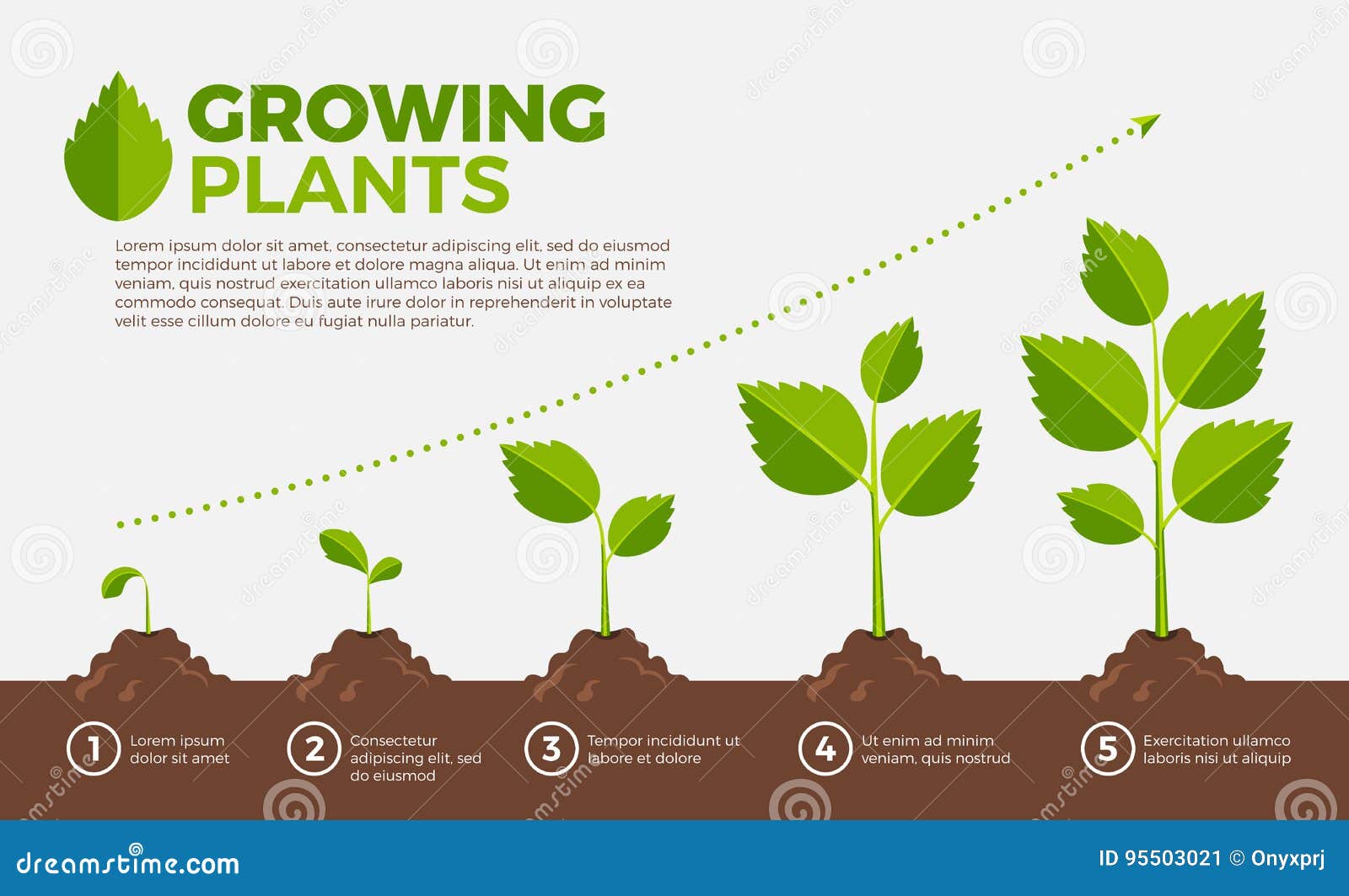 Different Steps of Growing Plants. Vector Illustration in Cartoon Style ...