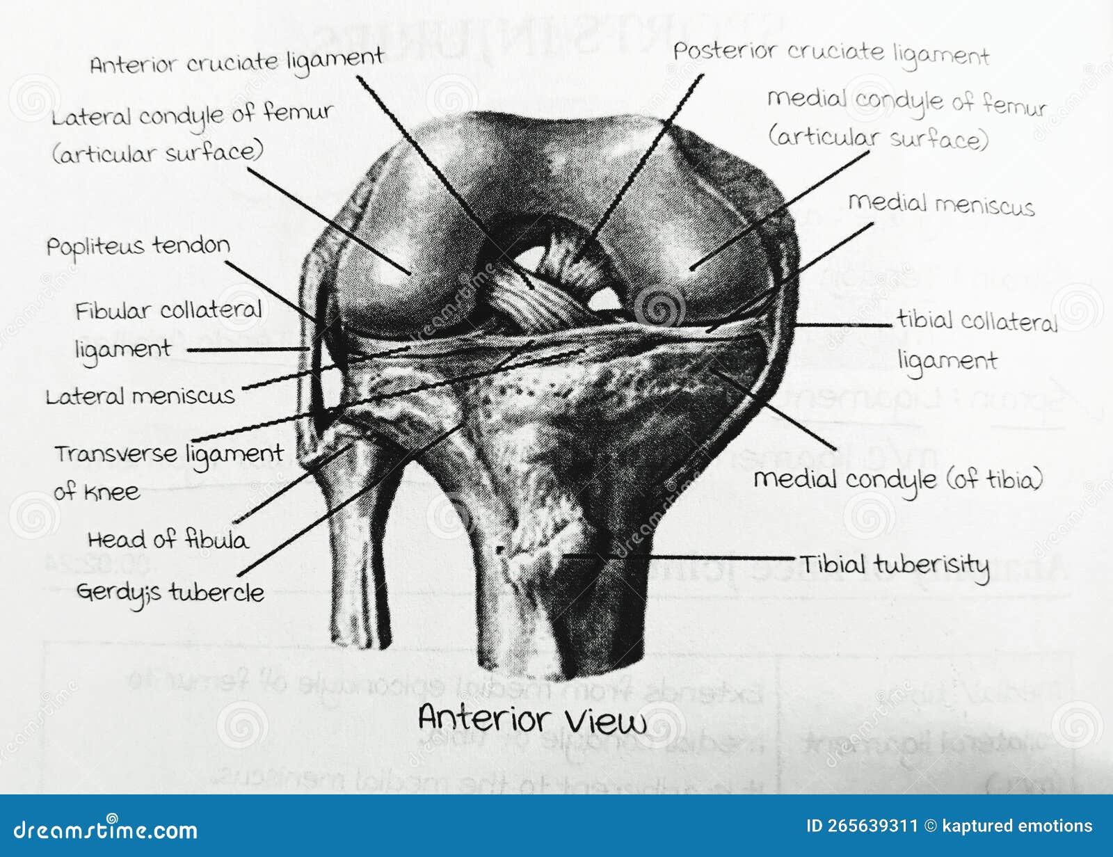 Different Structures of Knee Joint Editorial Photo - Image of ...