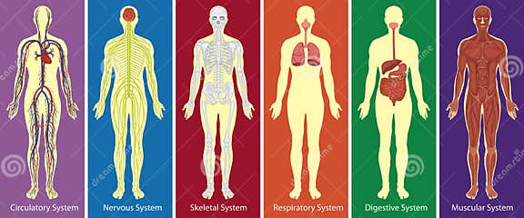 Different Systems of Human Body Diagram Stock Vector - Illustration of ...