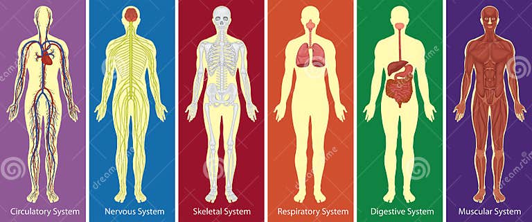 Different Systems of Human Body Diagram Stock Vector - Illustration of ...