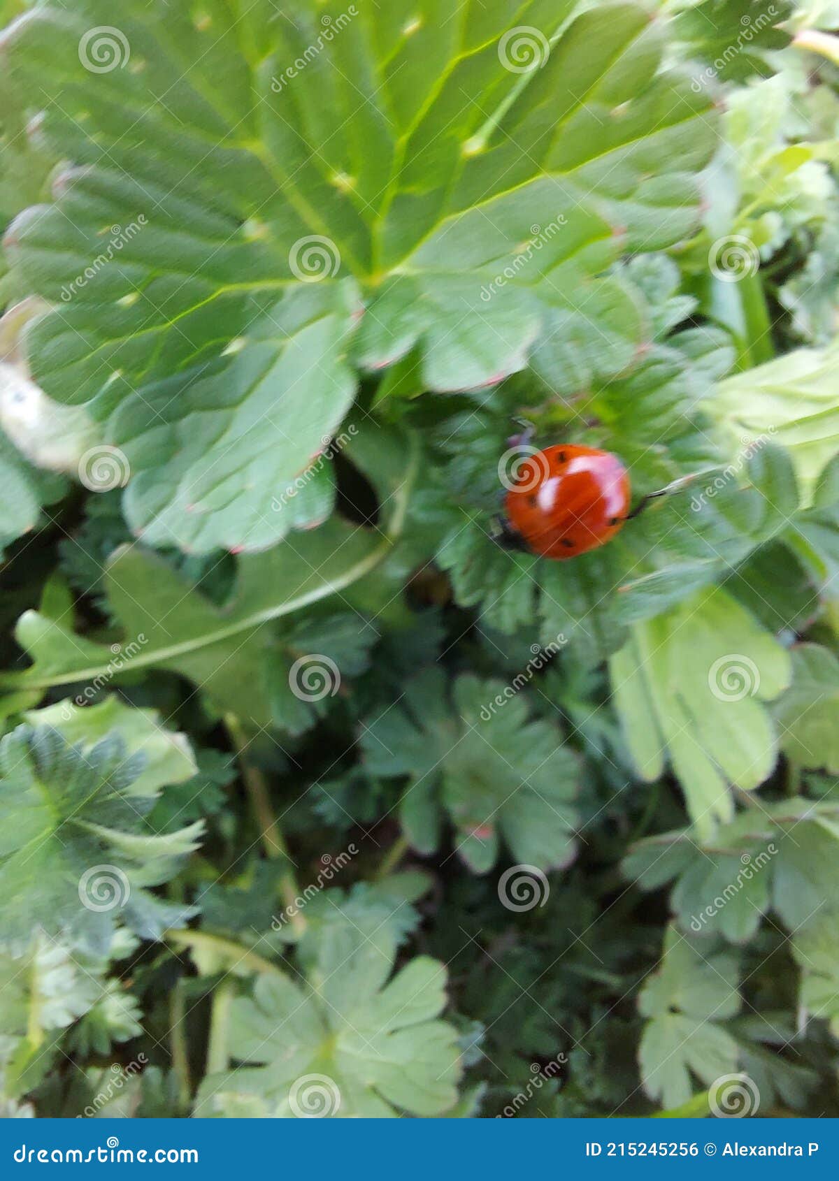 Different Textures Macro Images Stock Photo - Image of wood, soil ...