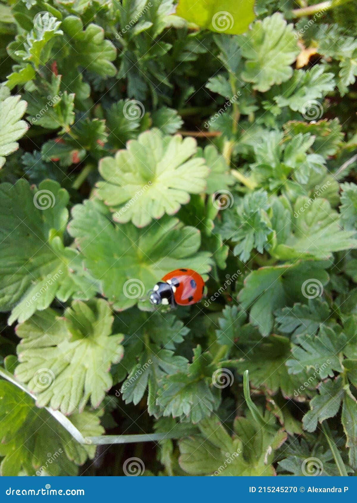 Different Textures Macro Images Stock Photo - Image of potted, effect ...