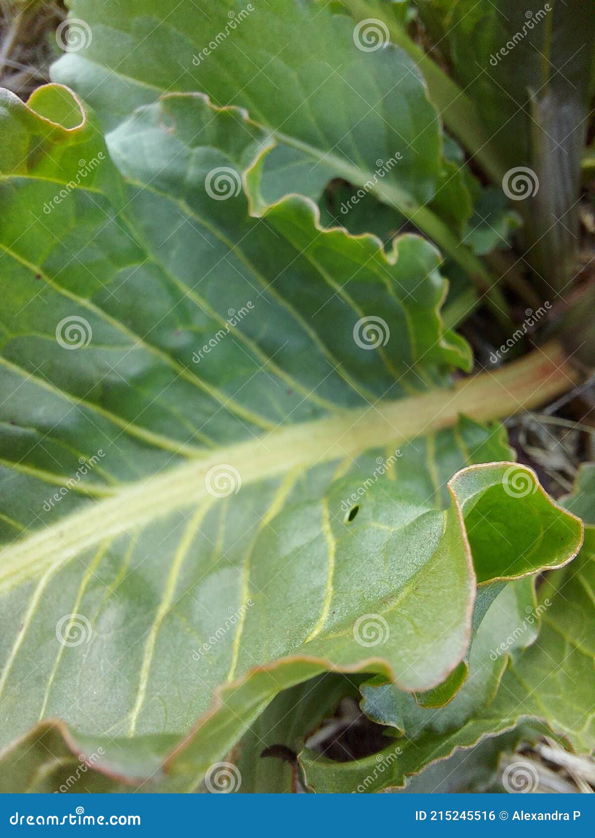 Different Textures Macro Images Stock Photo - Image of soil, plants ...