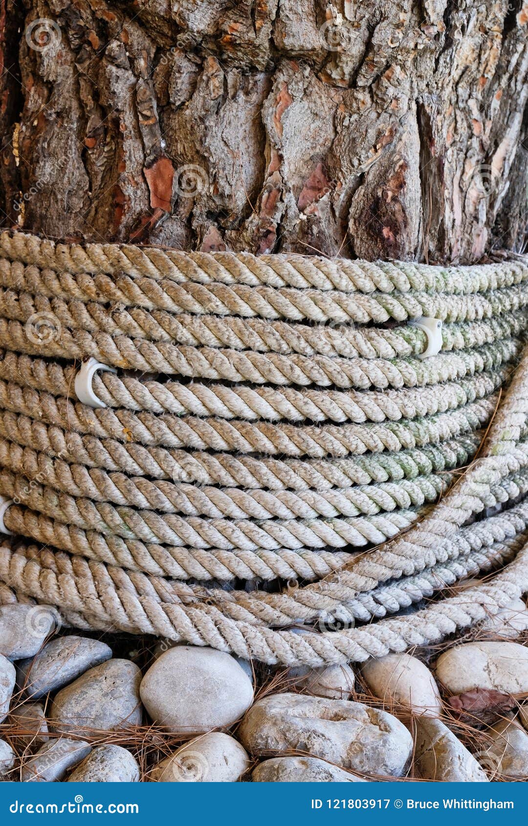 Different Textures; Rope Wound Around Tree with Rough Bark Stock Image ...