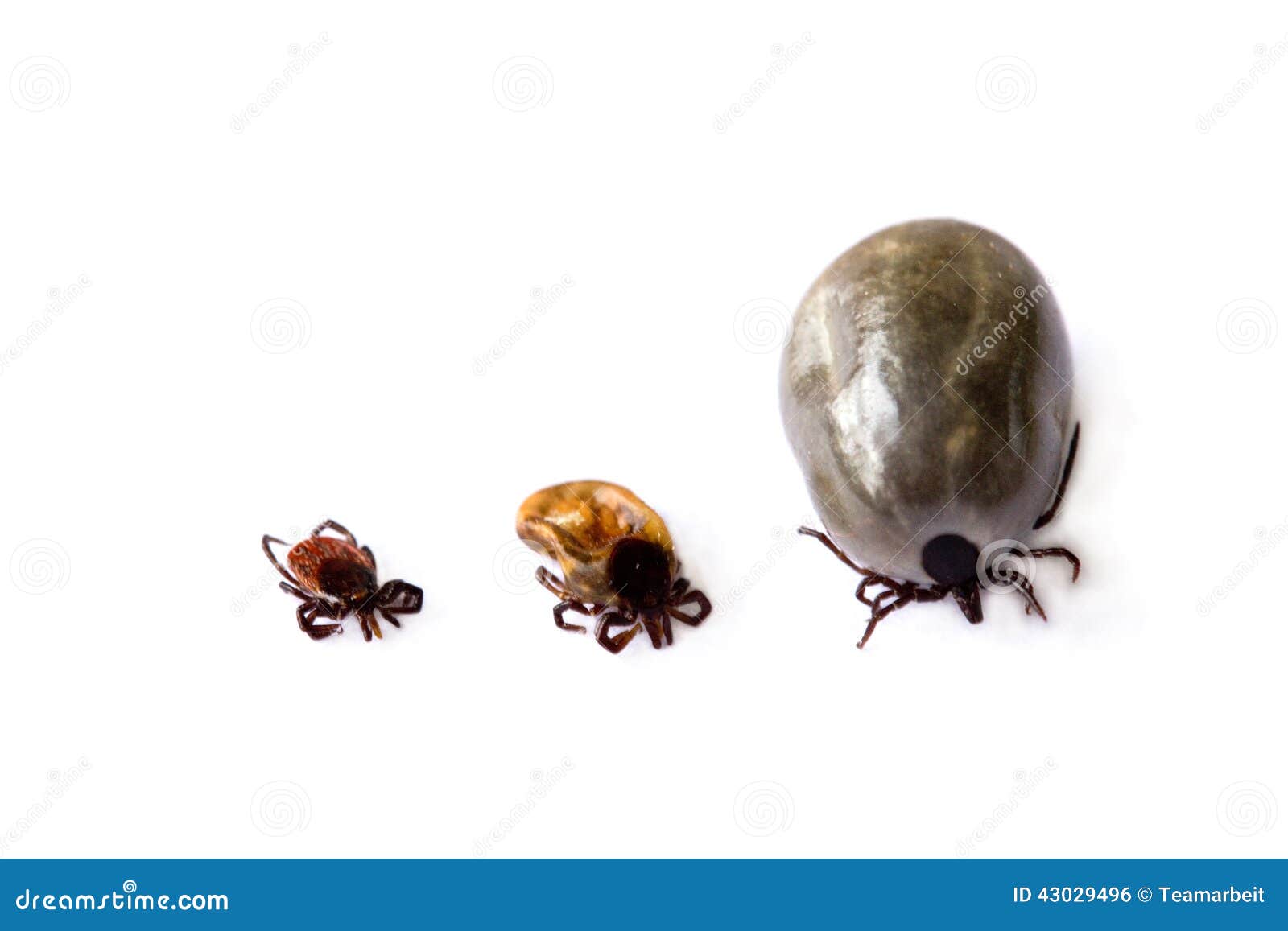 Different Ticks Stock Photos - Free & Royalty-Free Stock Photos from ...