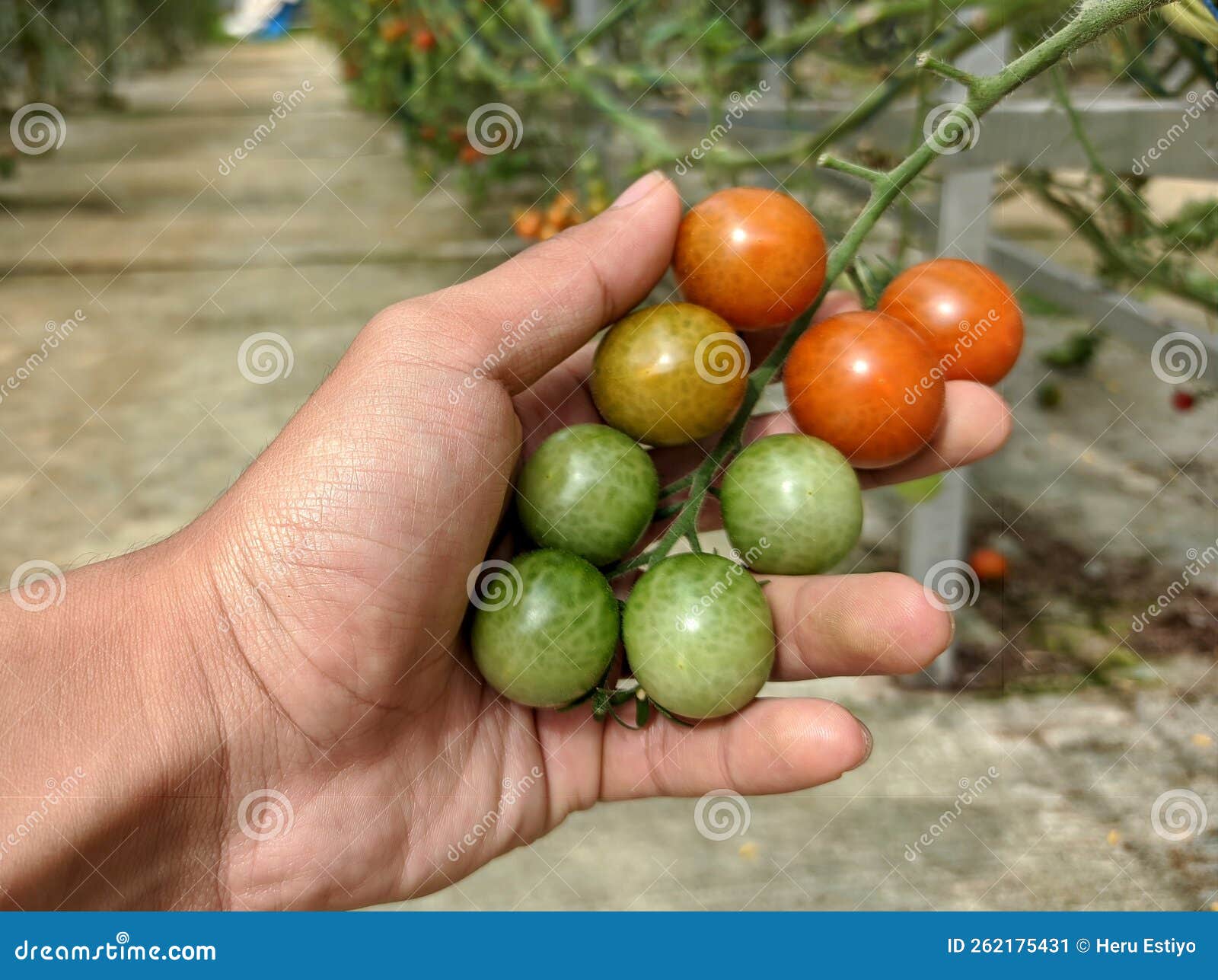 Different Tomatto Cherry on Farmer Hand Stock Image - Image of vitaminc ...