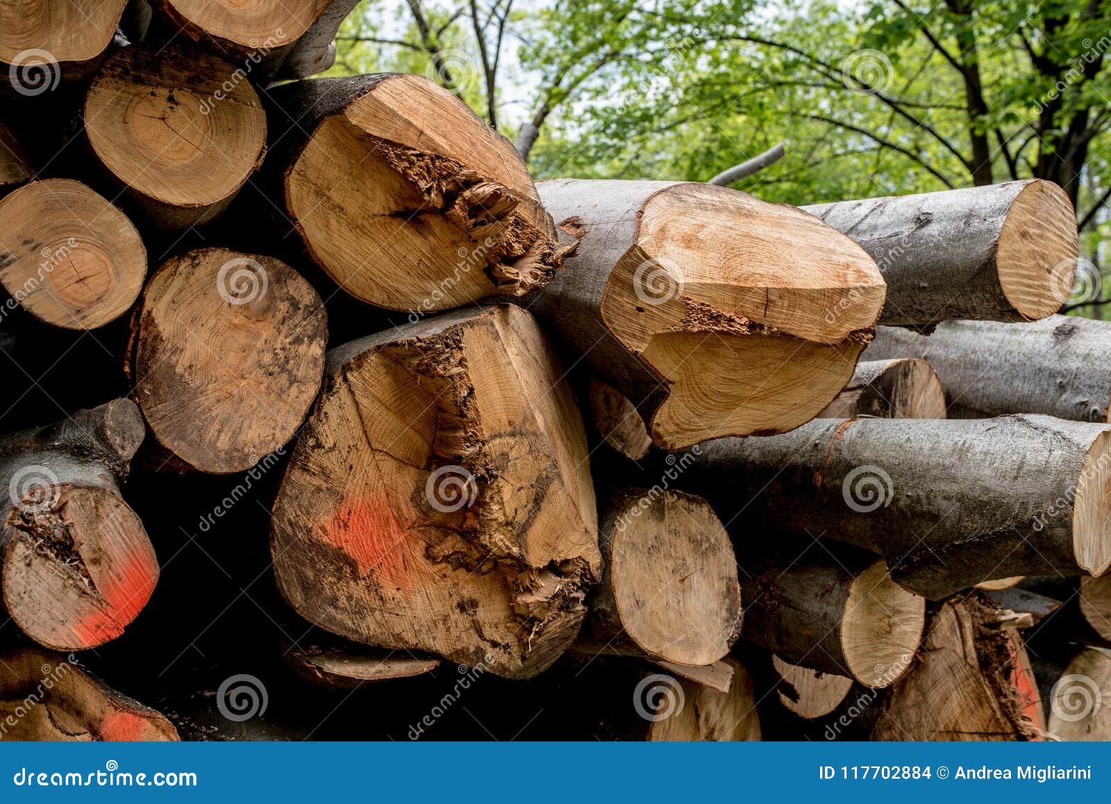 Different Tree Trunks Cut on Top of Each Other Stock Photo - Image of ...