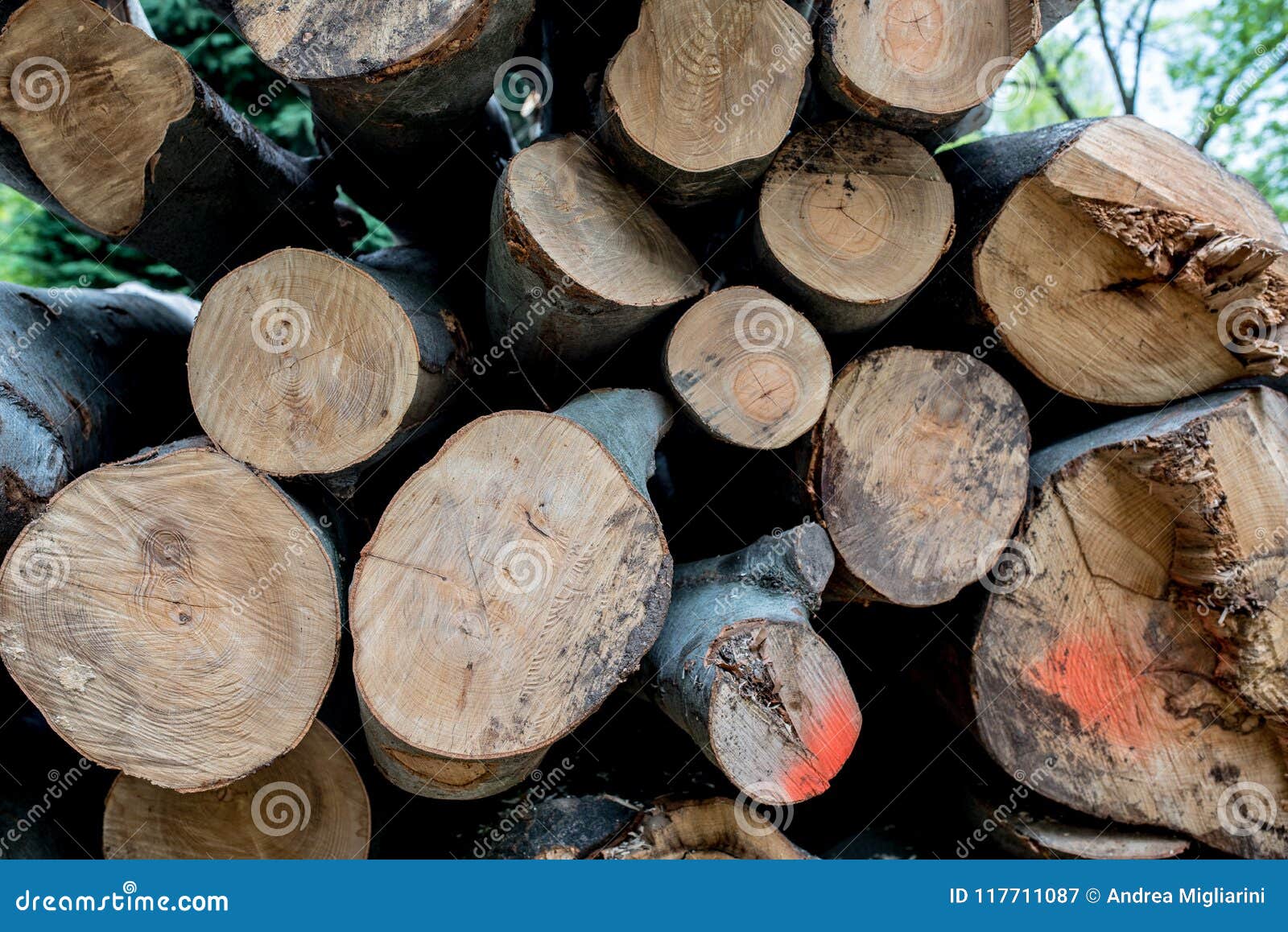 Different Tree Trunks Cut on Top of Each Other Stock Image - Image of ...