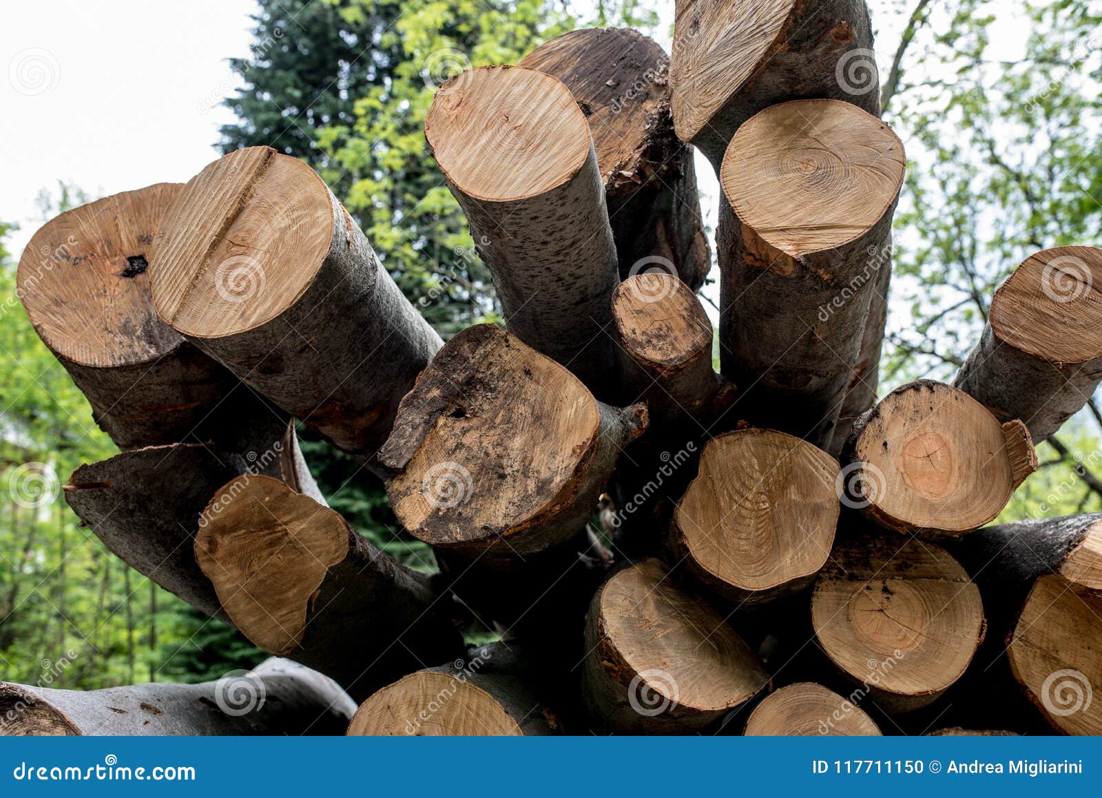 Different Tree Trunks Cut on Top of Each Other Stock Photo - Image of ...