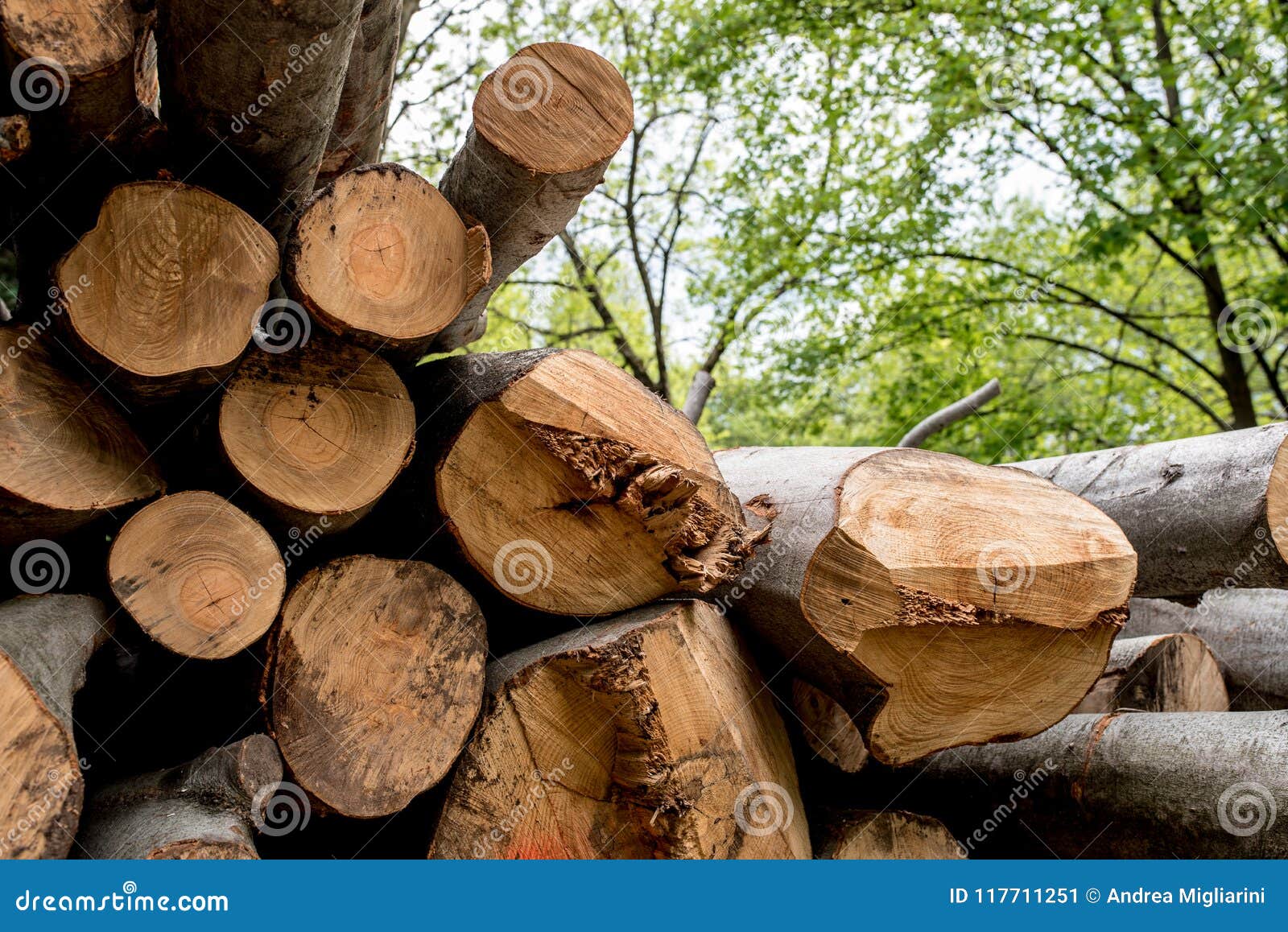 Different Tree Trunks Cut on Top of Each Other Stock Image - Image of ...