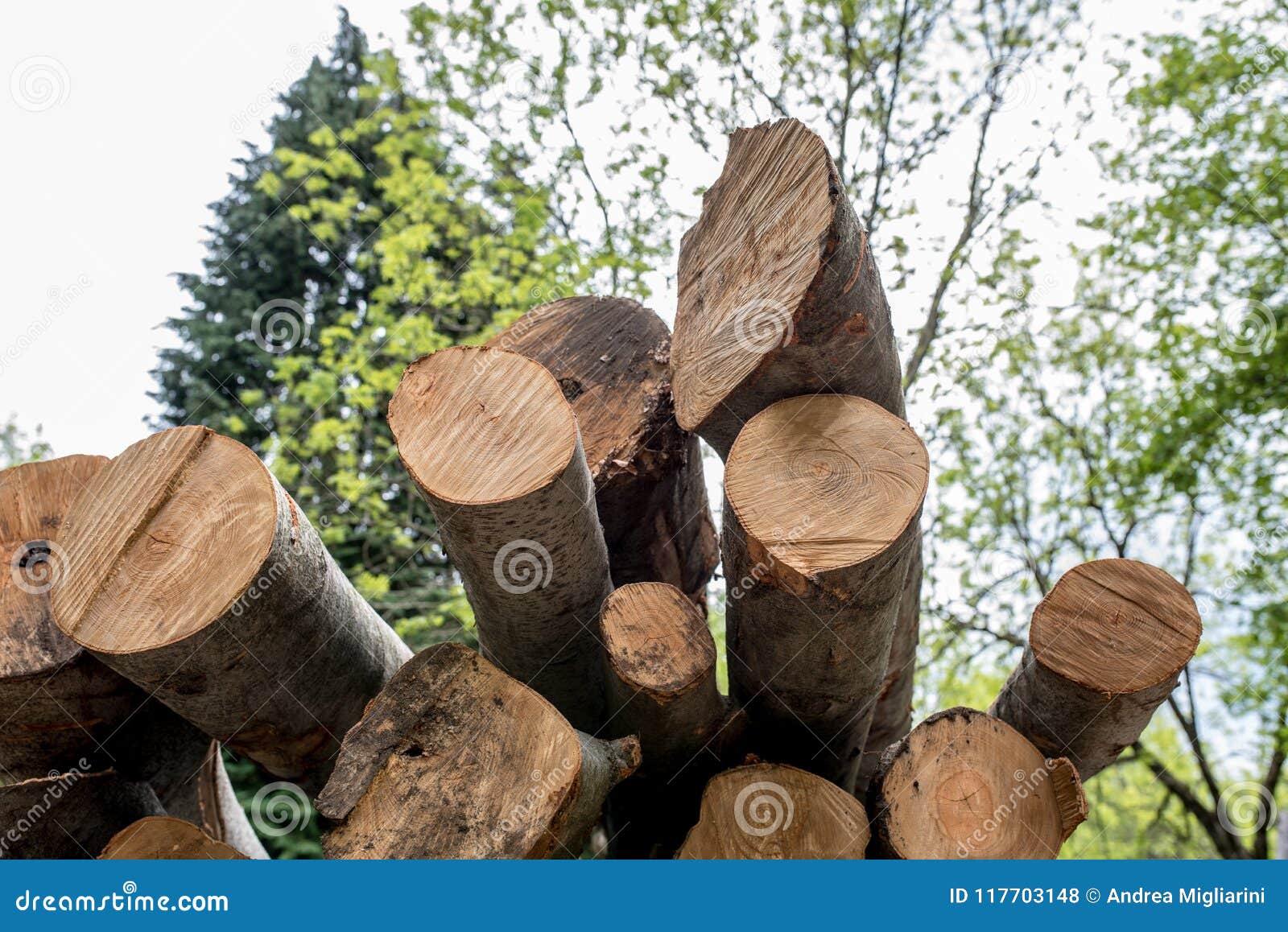 Different Tree Trunks Cut on Top of Each Other Stock Photo - Image of ...