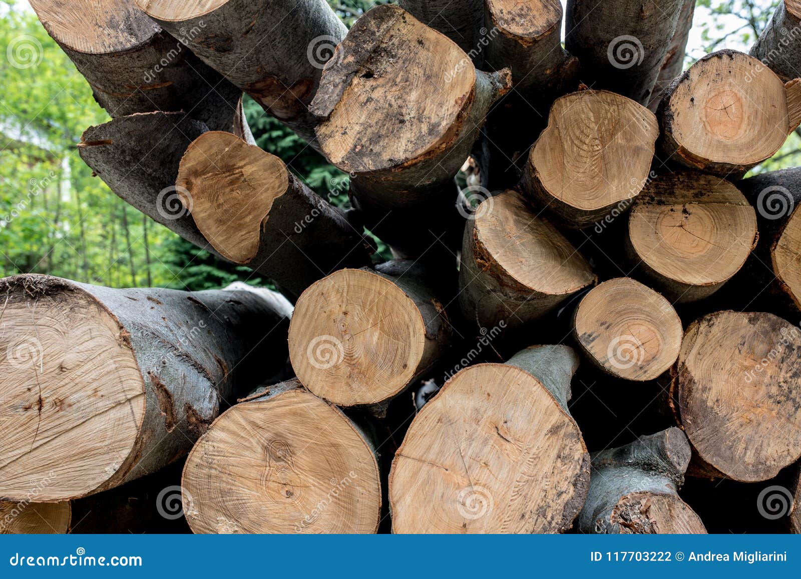Different Tree Trunks Cut on Top of Each Other Stock Photo - Image of ...