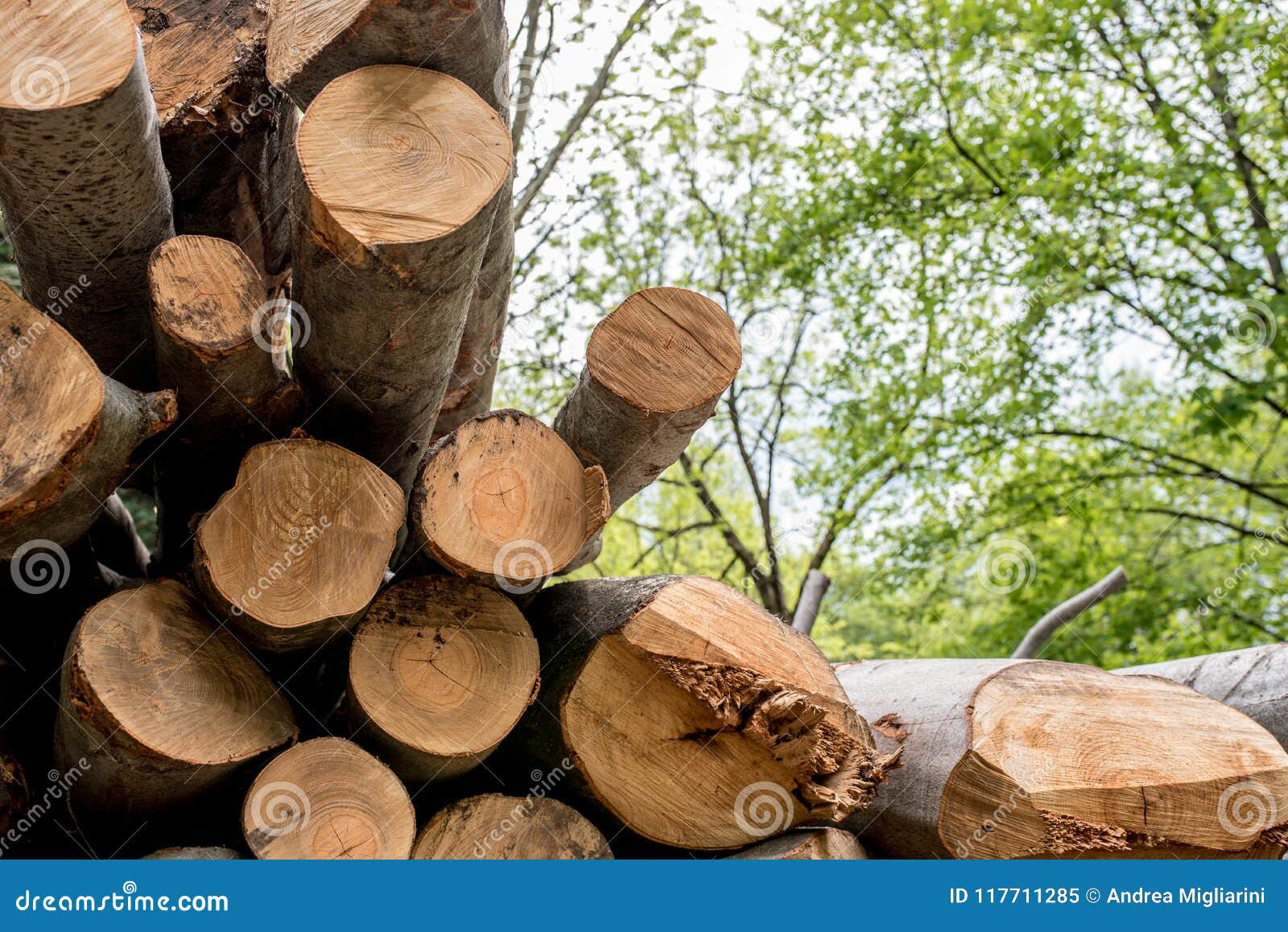 Different Tree Trunks Cut on Top of Each Other Stock Image - Image of ...