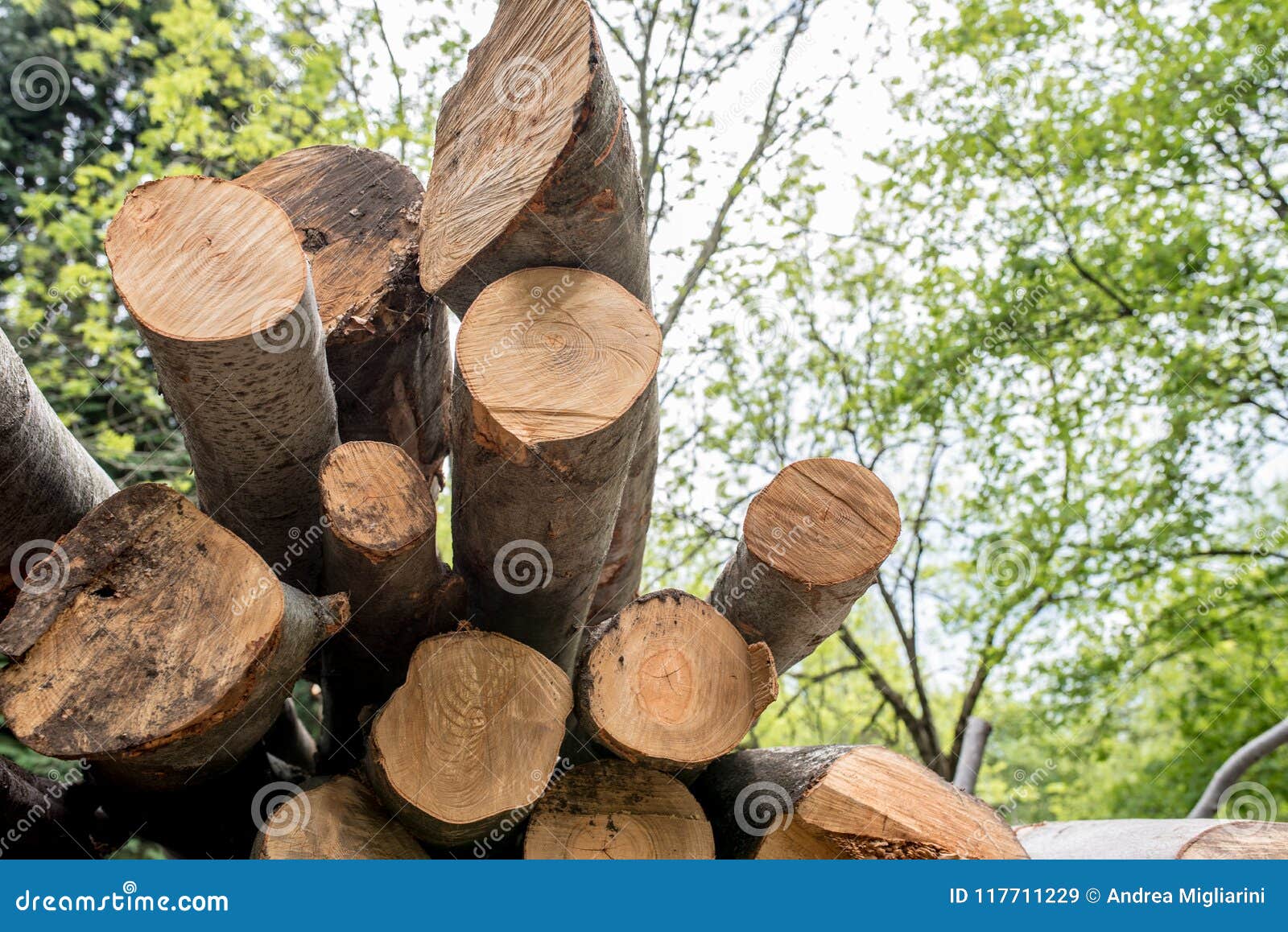 Stack Of Trees A Bunch Of Trunks A Smooth Cut End Of A Wood Texture ...