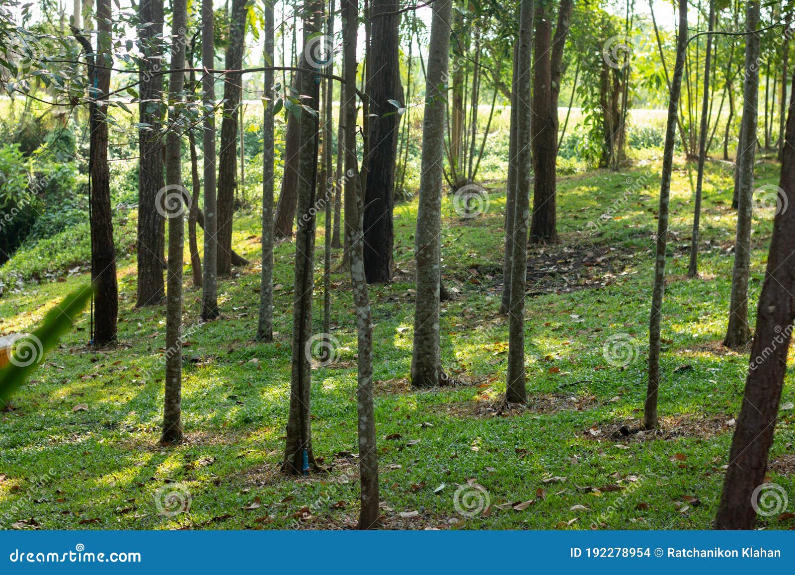 Different Trees in Asia Park Stock Photo - Image of fresh, tree: 192278954