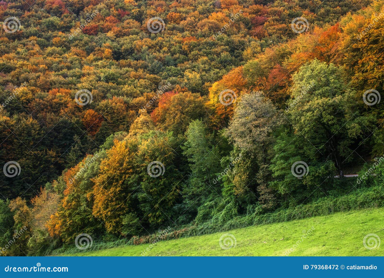 Different Trees Autumn Forest Stock Photo - Image of october, forest ...