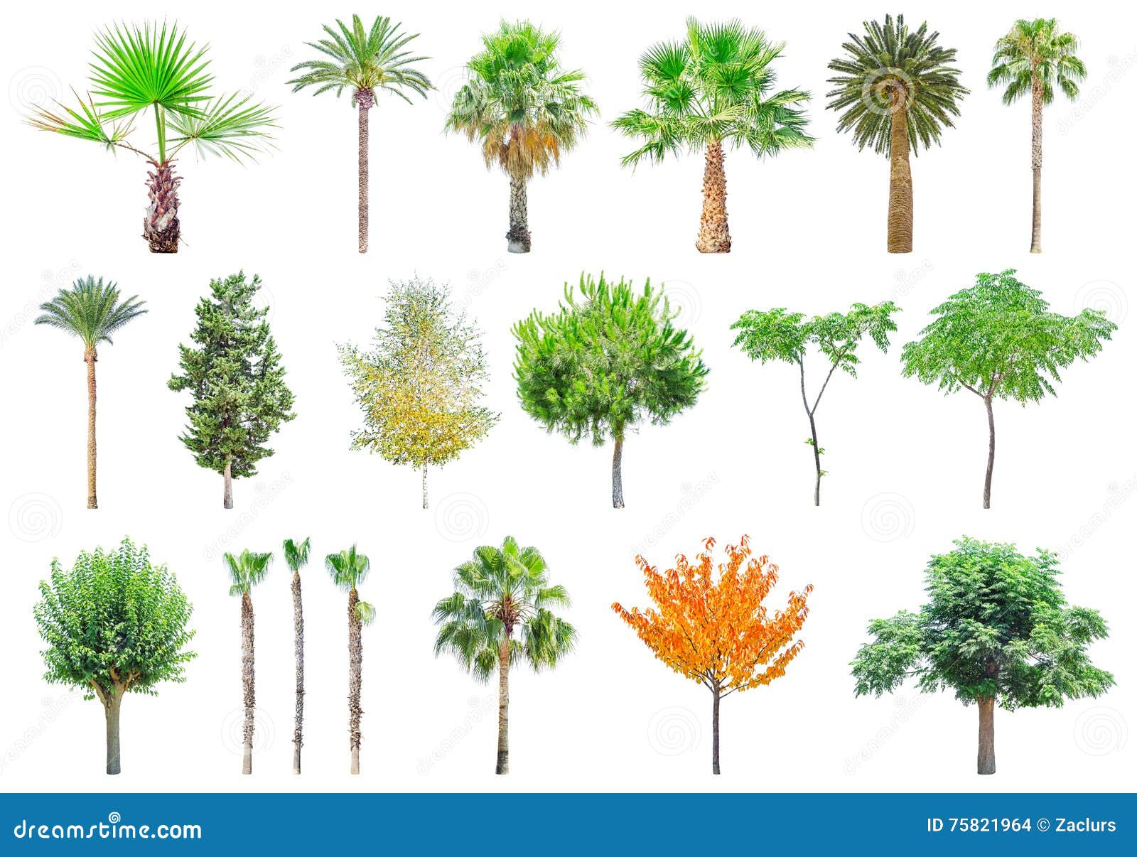 Different Trees Isolated on White Stock Photo - Image of leaves ...