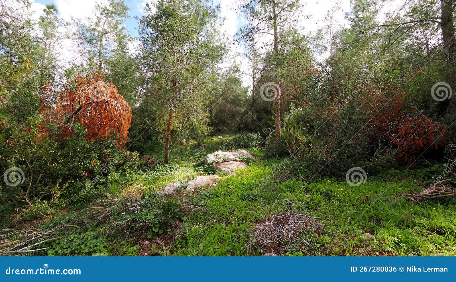 Different Trees and Plants in the Israeli Forest Stock Photo - Image of ...